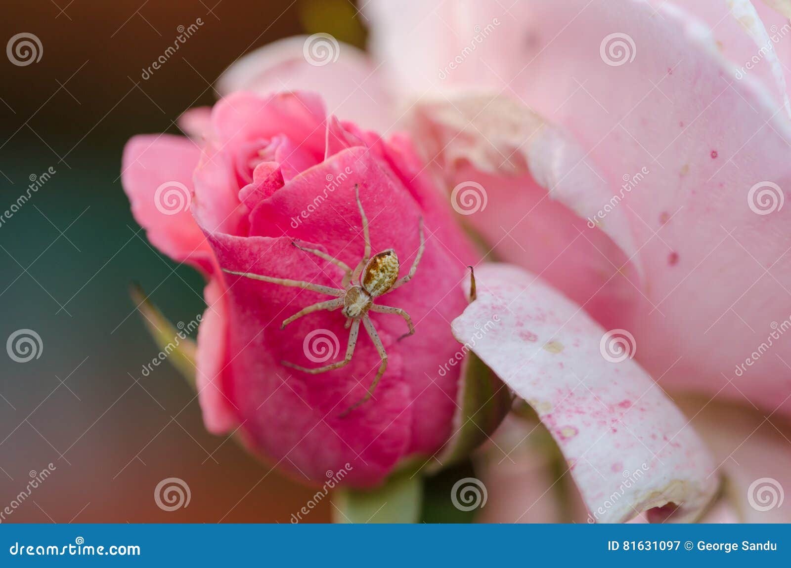 Spider on rose bud stock image. Image of flower, macro - 81631097