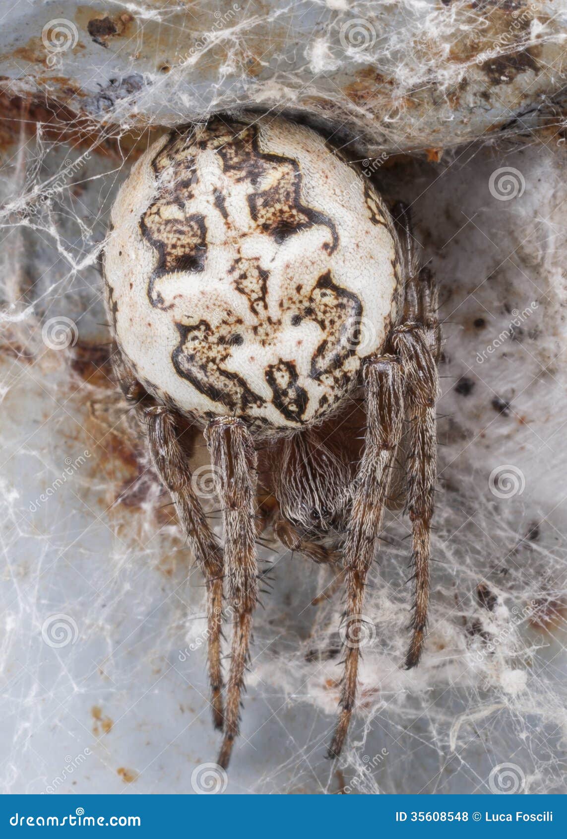 Spider on rusted metal stock photo. Image of colorful - 35608548