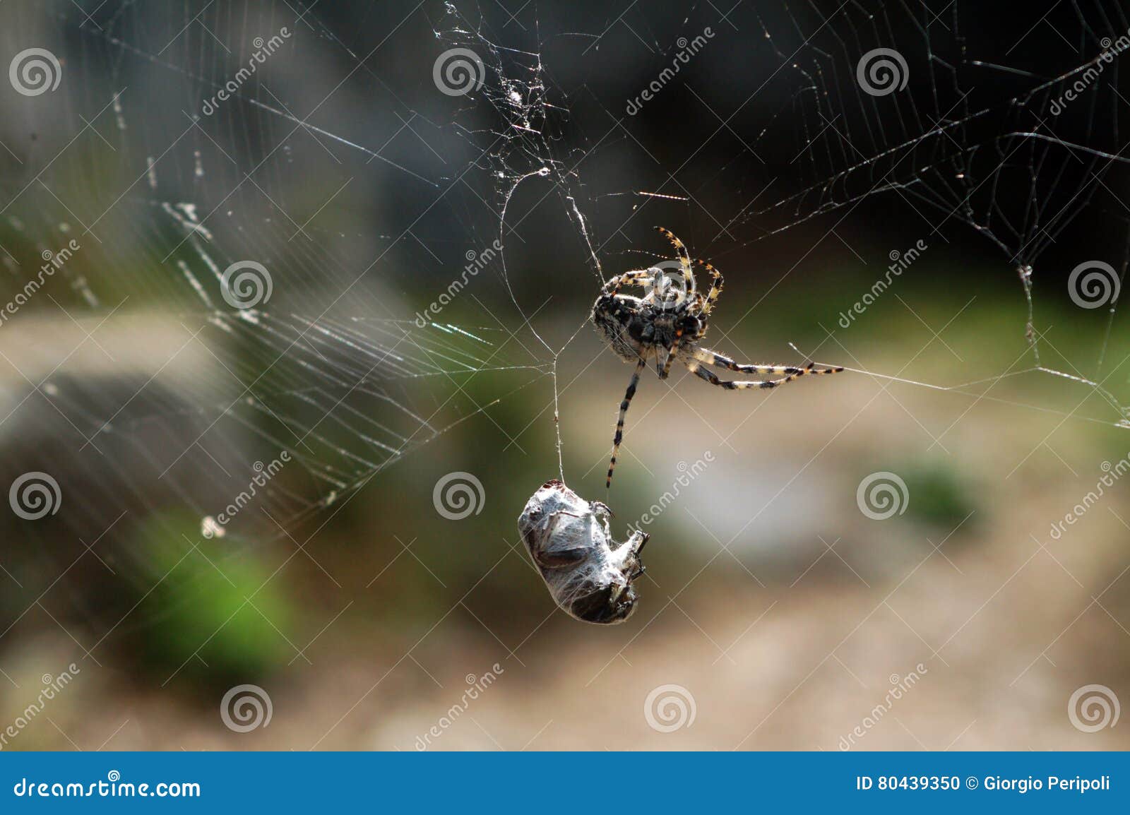 The spider`s capture stock photo. Image of insect, background - 80439350