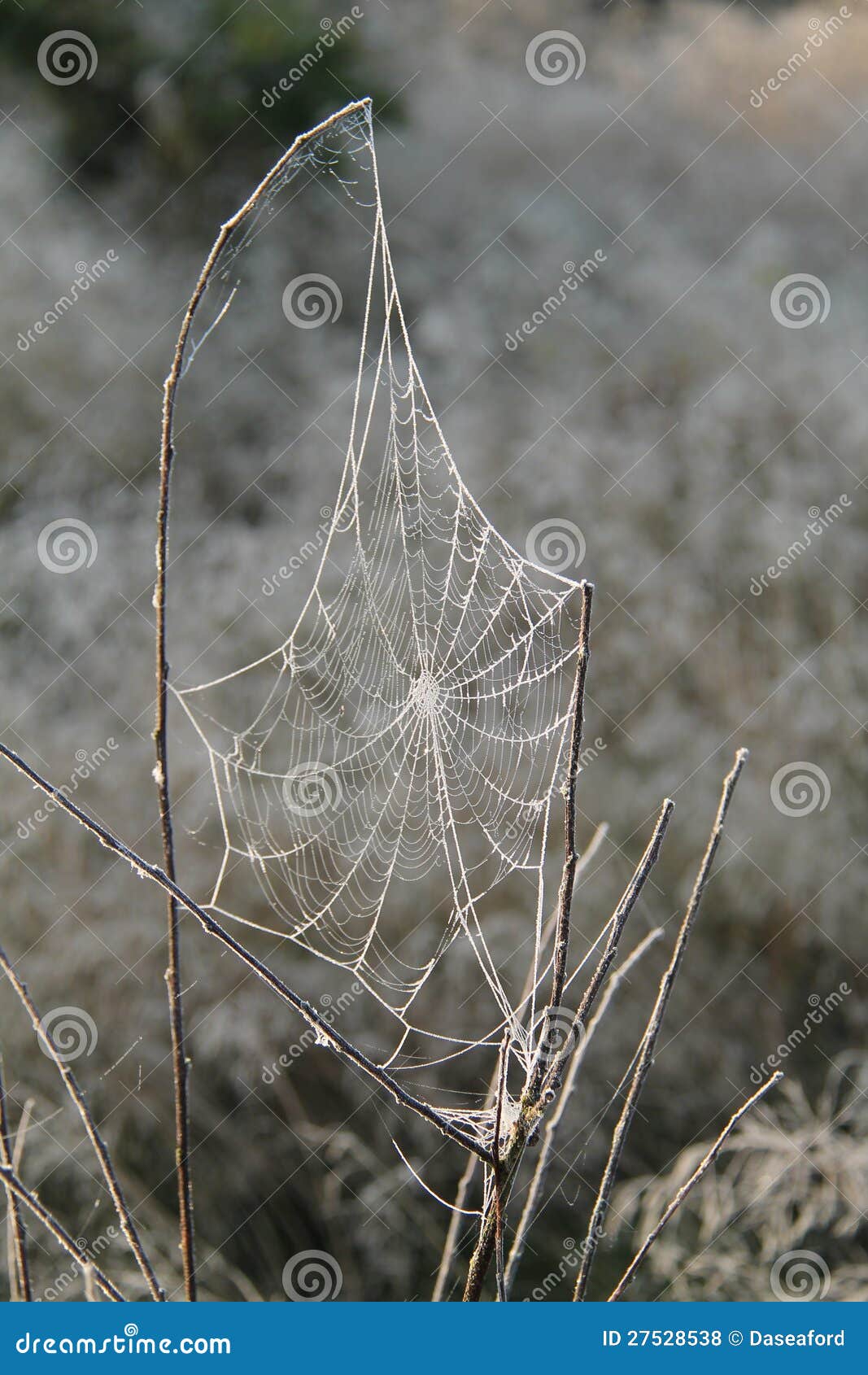 Spider s Cobweb. stock photo. Image of animal, spider - 27528538