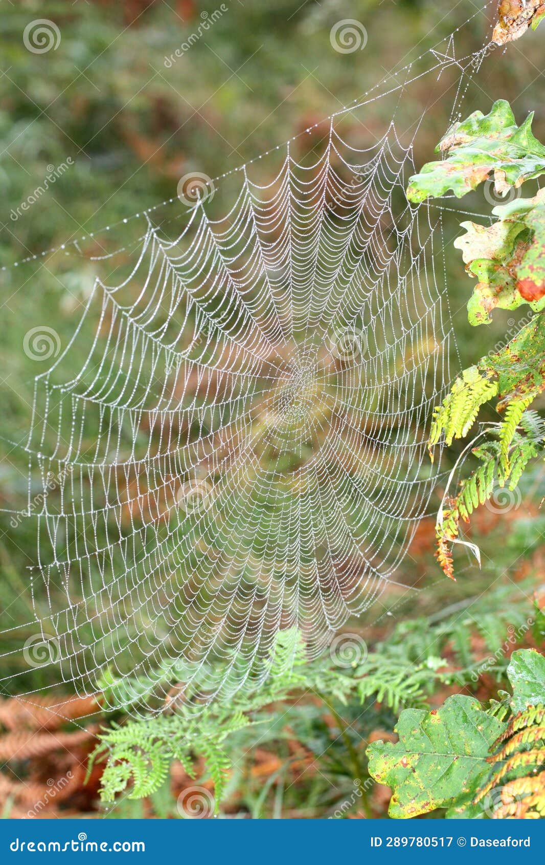Spider s Cobweb. stock image. Image of weave, insect - 289780517