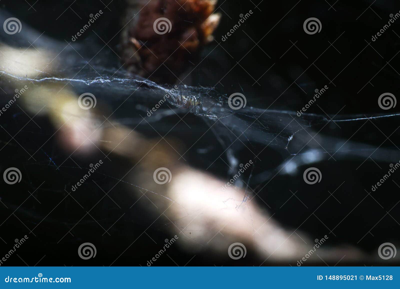 In spider s den stock image. Image of murderer, kill - 148895021