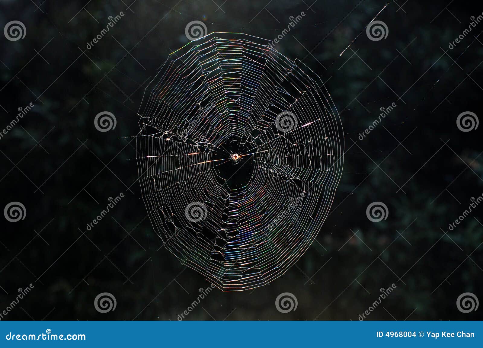 Spider s Home stock photo. Image of nature, silky, home - 4968004