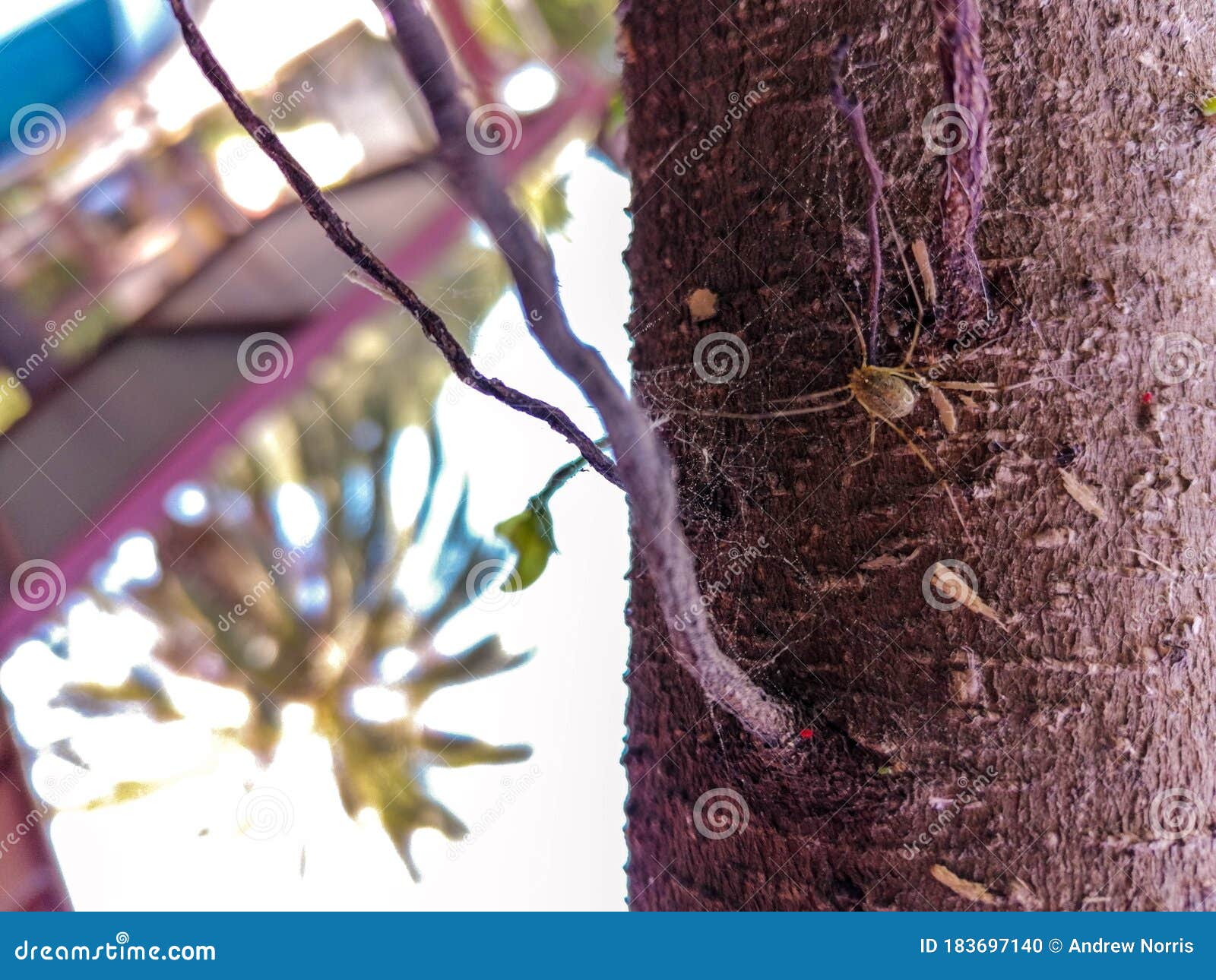 Tree Spider Webs stock photo. Image of morning, spooky - 183697140