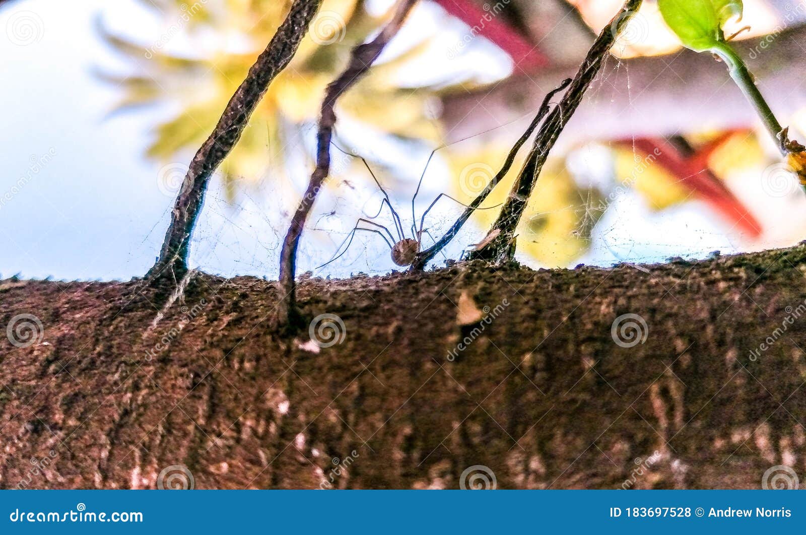 Tree Spider Webs stock photo. Image of network, closeup - 183697528