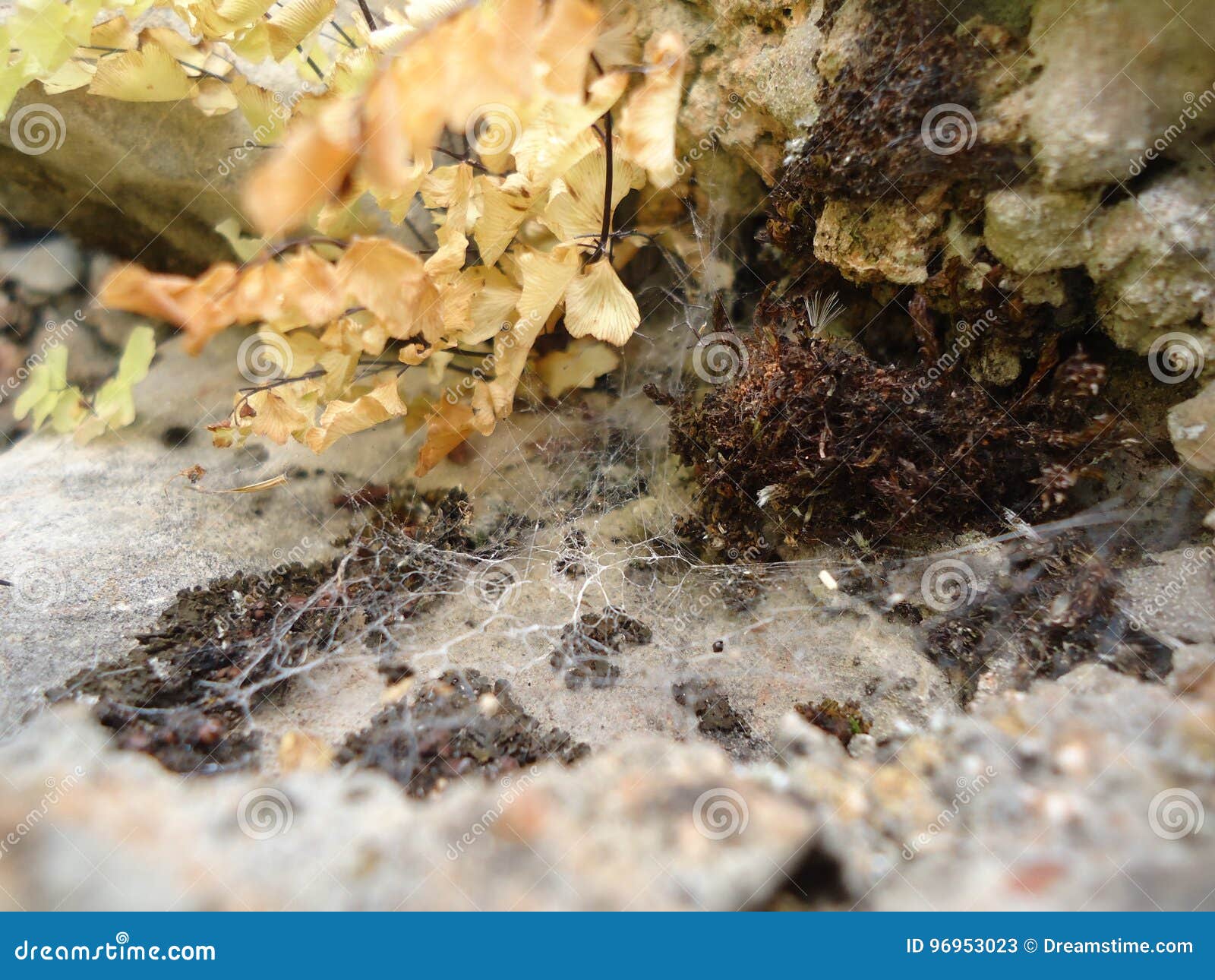 Spider`s house stock image. Image of natural, house, unusual - 96953023