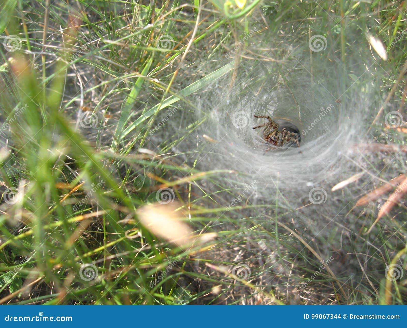 Spider`s Lair on the Background of Grass Stock Photo - Image of ...
