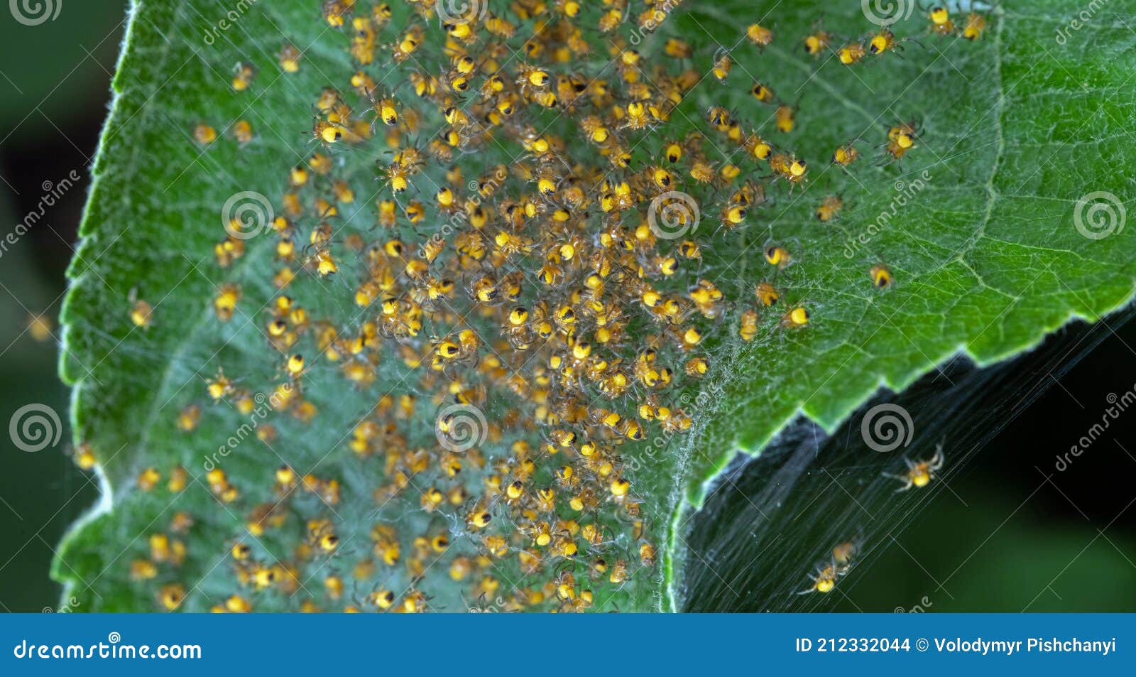 Spider`s Nest. Several Hundred Young Spiders Sit in a Nest of Cobwebs ...