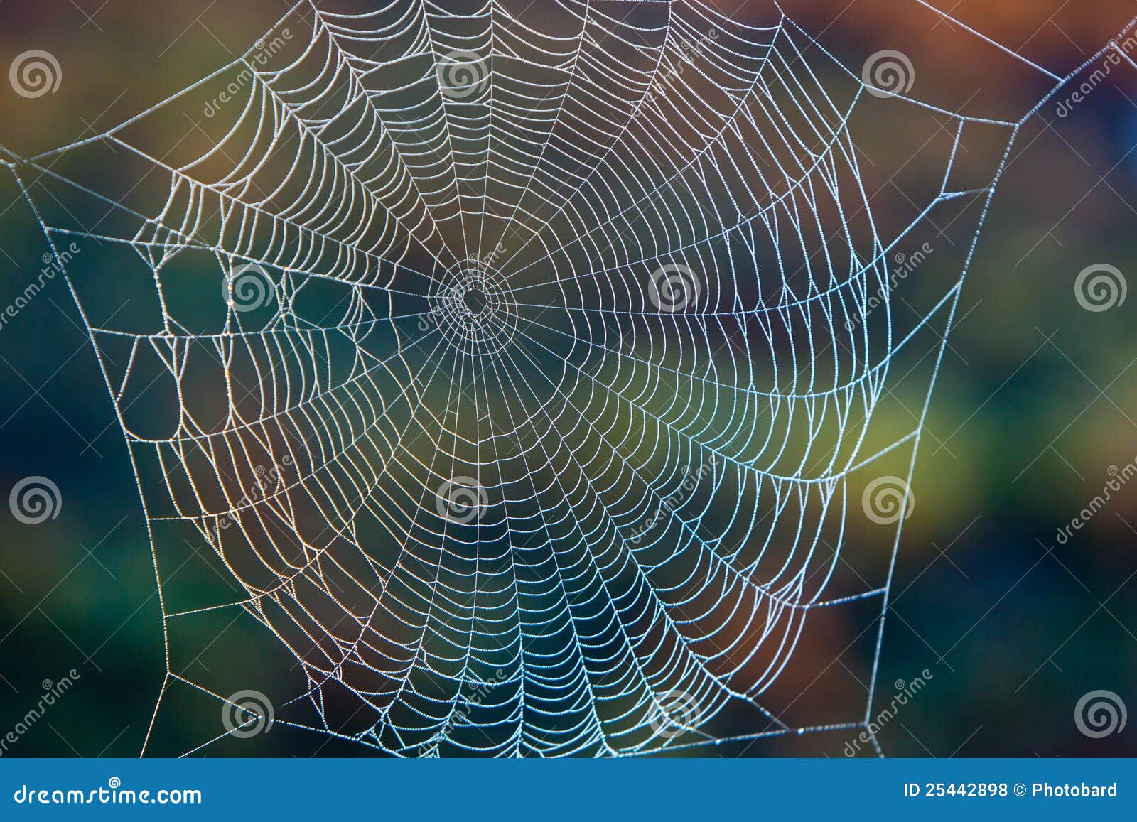 Spider s web stock photo. Image of exquisite, spinning - 25442898
