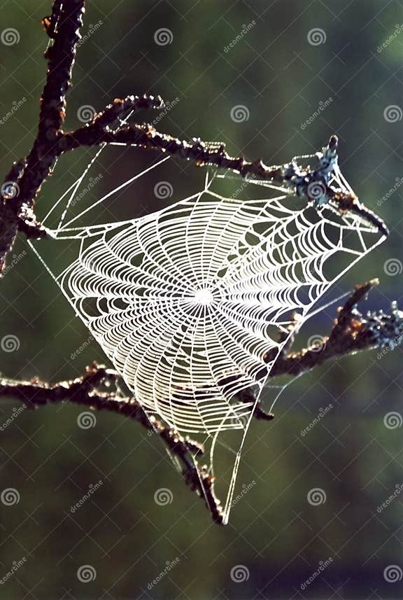 Spider s web stock image. Image of snare, lace, closeup - 591577