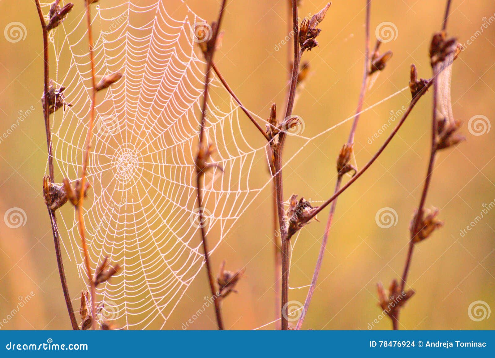 Spiders Web in Autumn stock photo. Image of nature, plant - 78476924