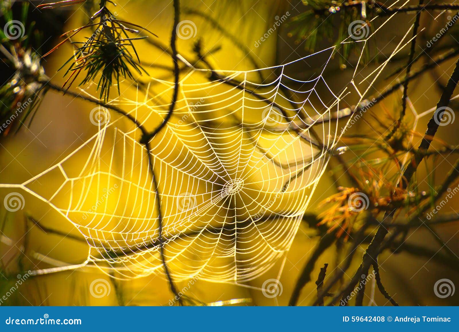 Spider s Web in Autumn stock photo. Image of yellow, nature - 59642408