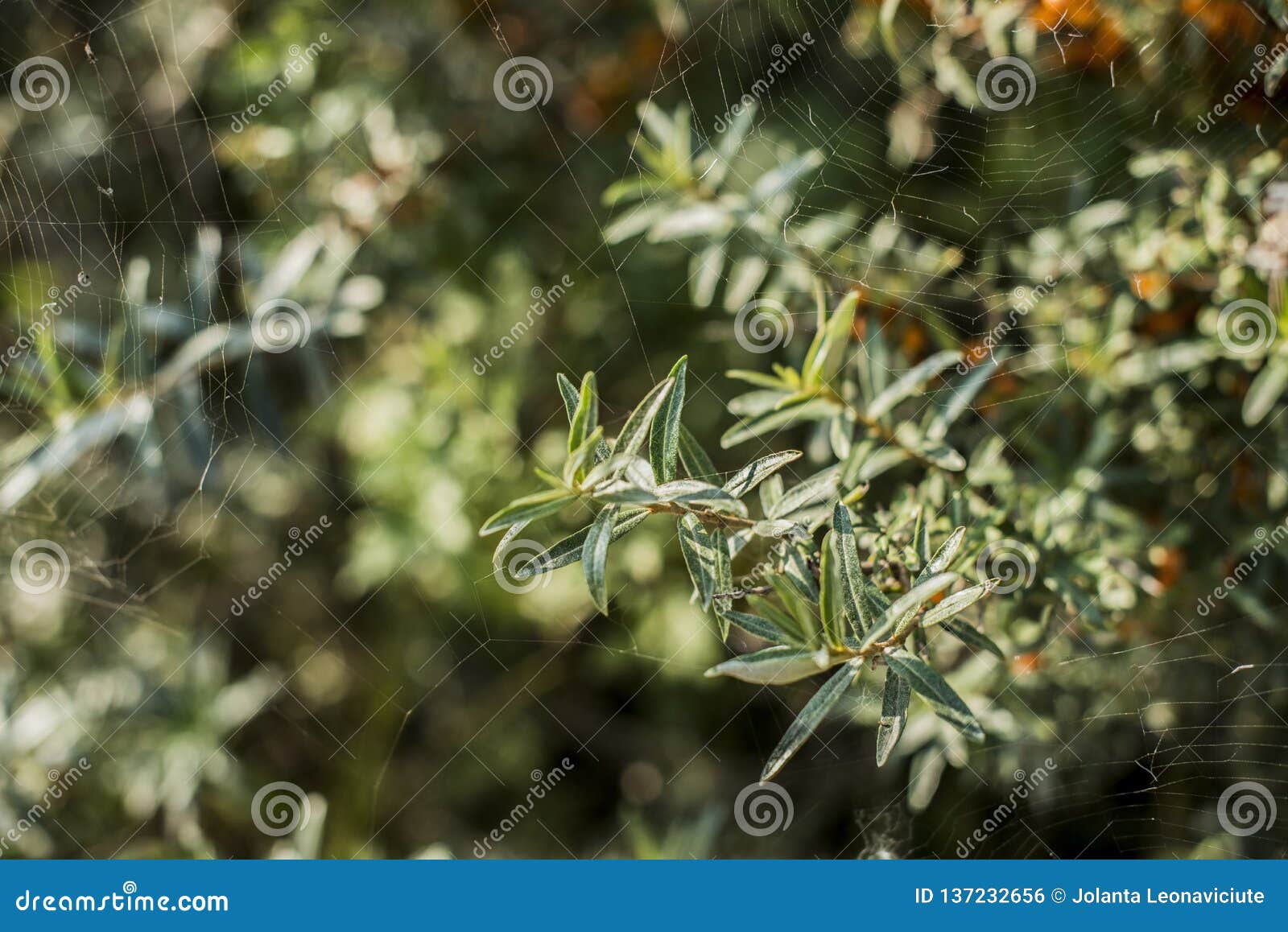 Cobweb stock photo. Image of close, dewdrops, dusty - 137232656