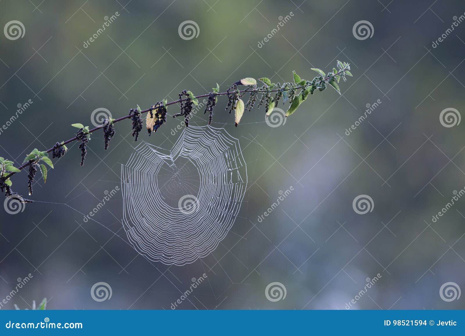 Spider`s web on branch stock photo. Image of animal, light - 98521594