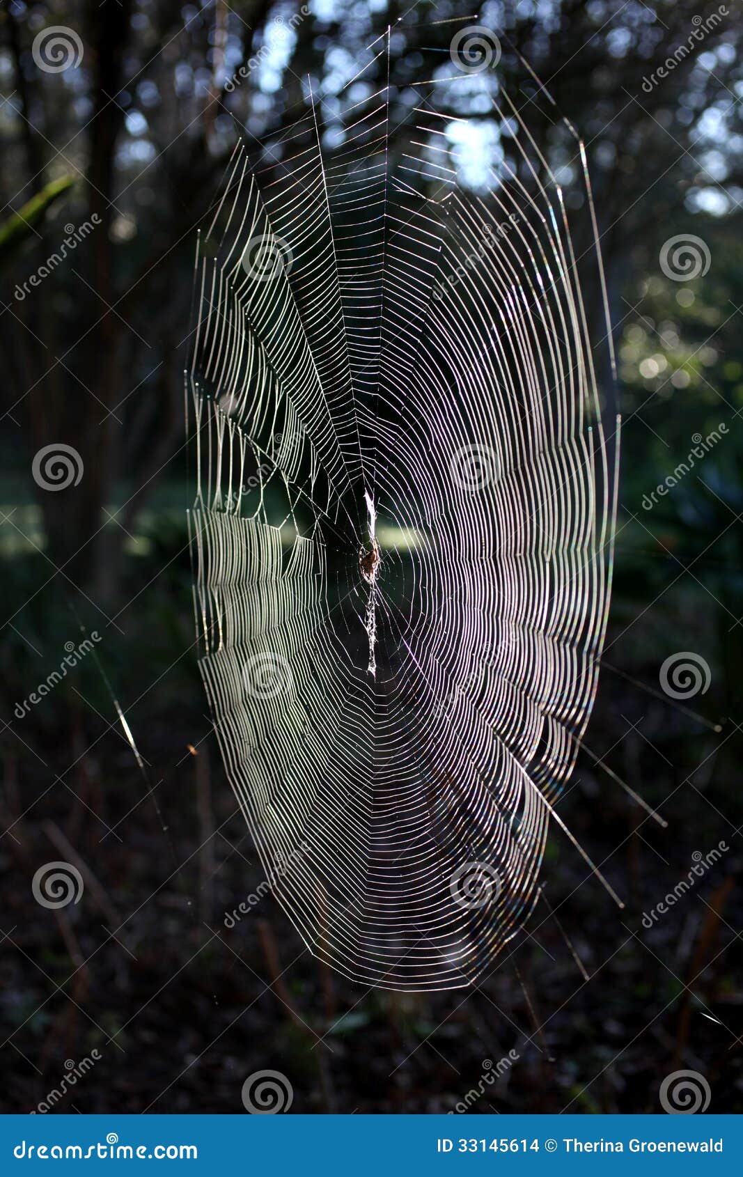 Spider s web stock photo. Image of insect, white, cobweb - 33145614