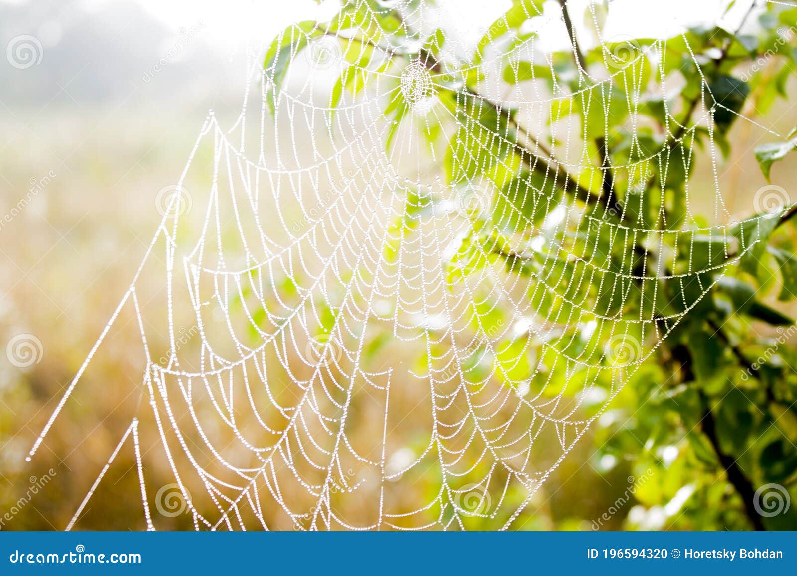 Spider`s Web on the Green Branch of Tree Stock Photo - Image of ...