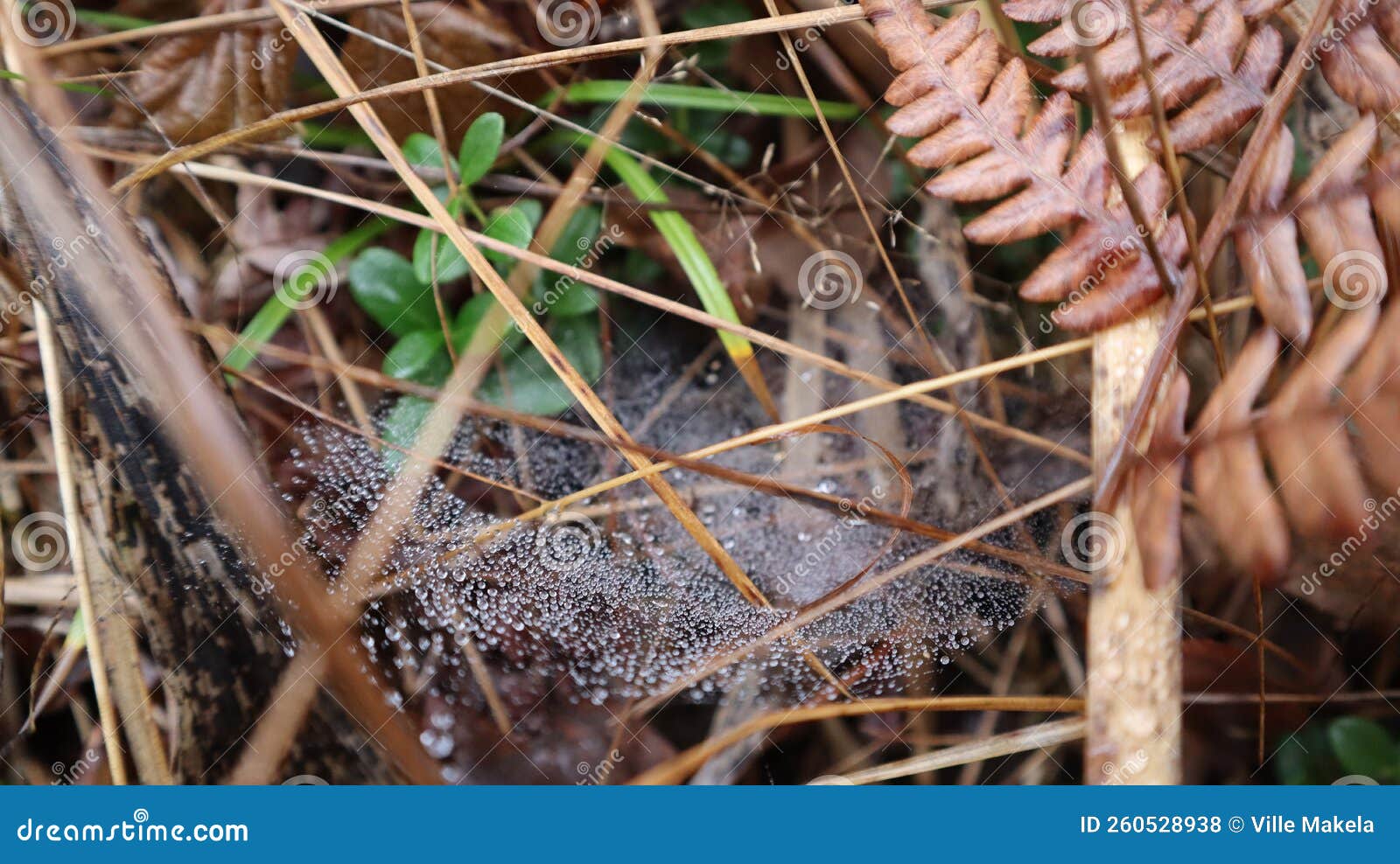 A Spider S Web on the Ground Stock Photo - Image of forest, leaf: 260528938