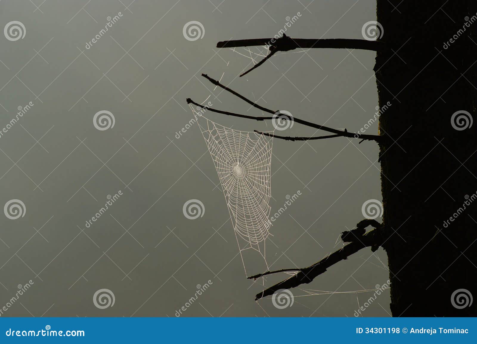Spider S Web Hanging on the Tree Stock Photo - Image of hanging, spider ...