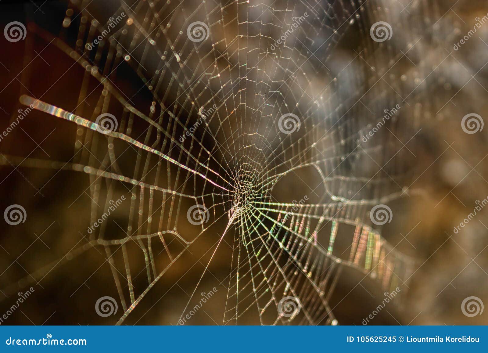 Spider`s Web Illuminated by the Evening Sun. Selective Focus Stock ...