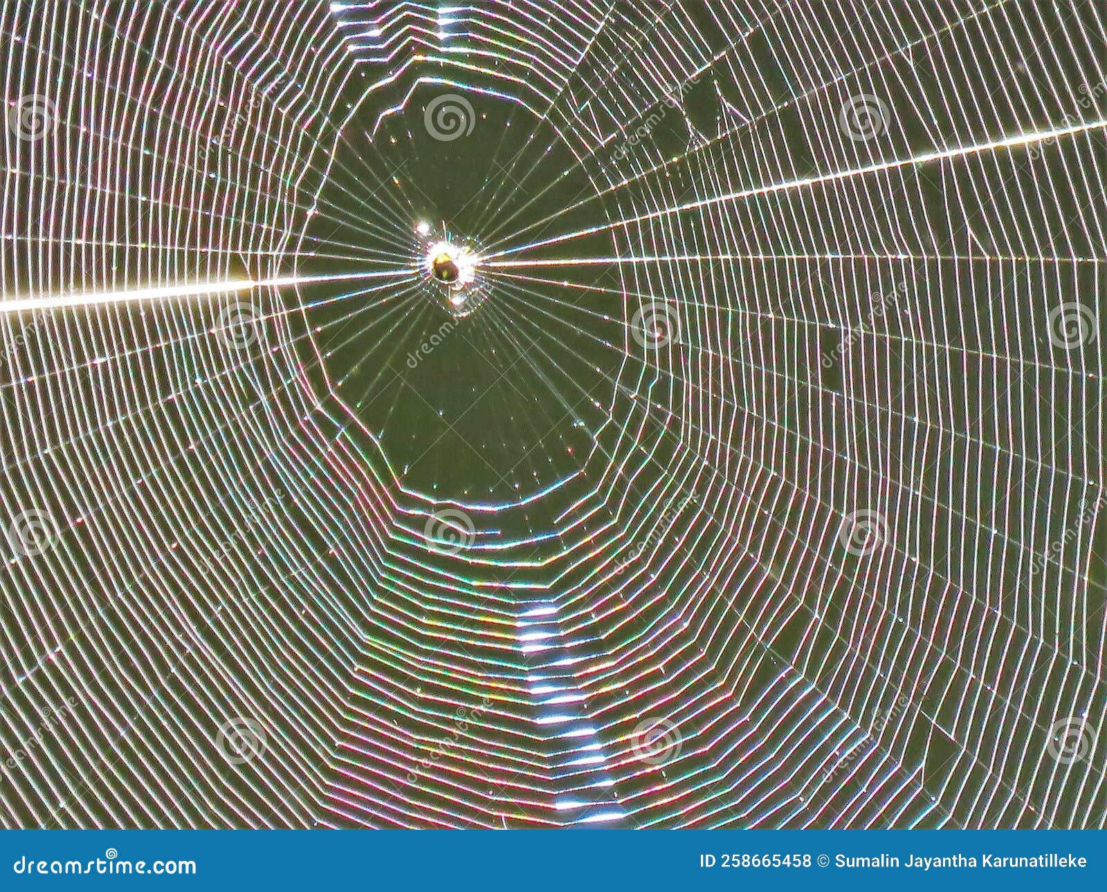 A Spider S Web, an Intricate Structure Created by an Insect. Stock ...
