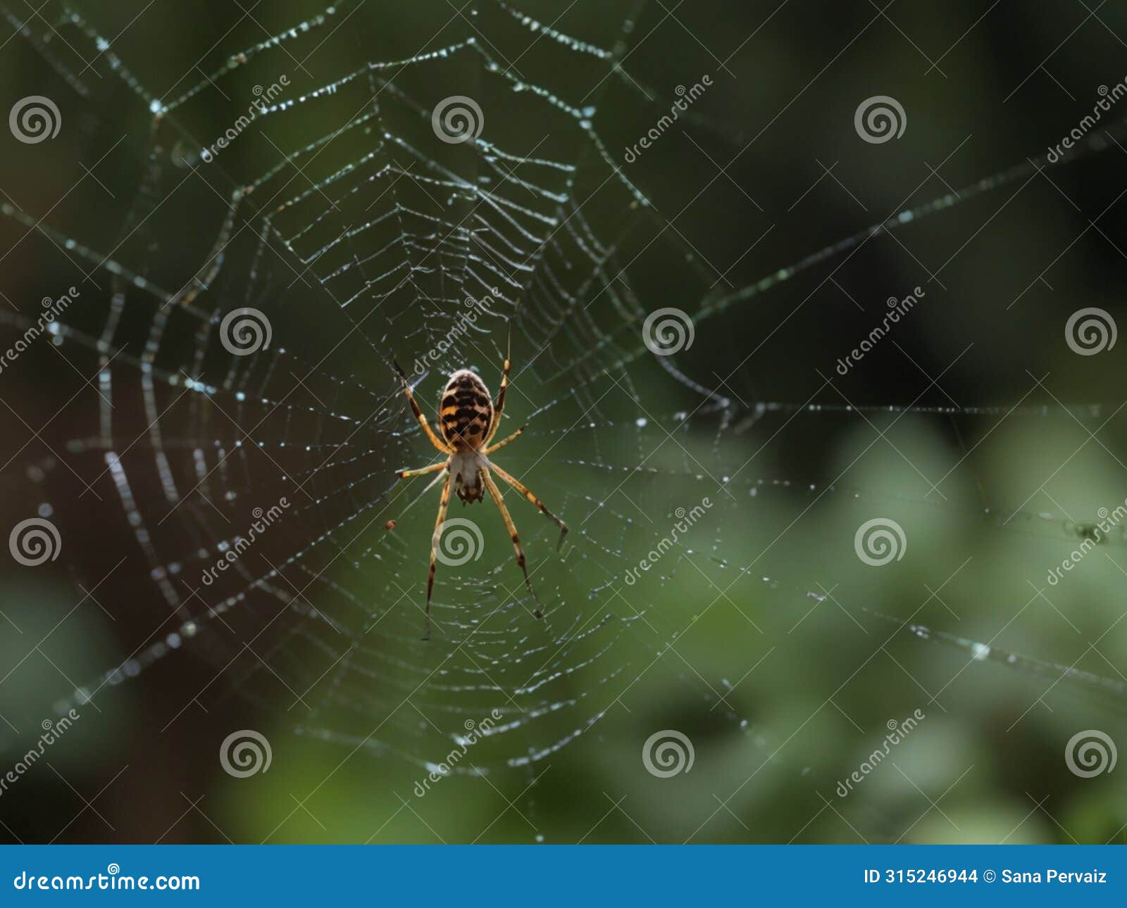 Spider and the Web in the Nature Place. Stock Illustration ...