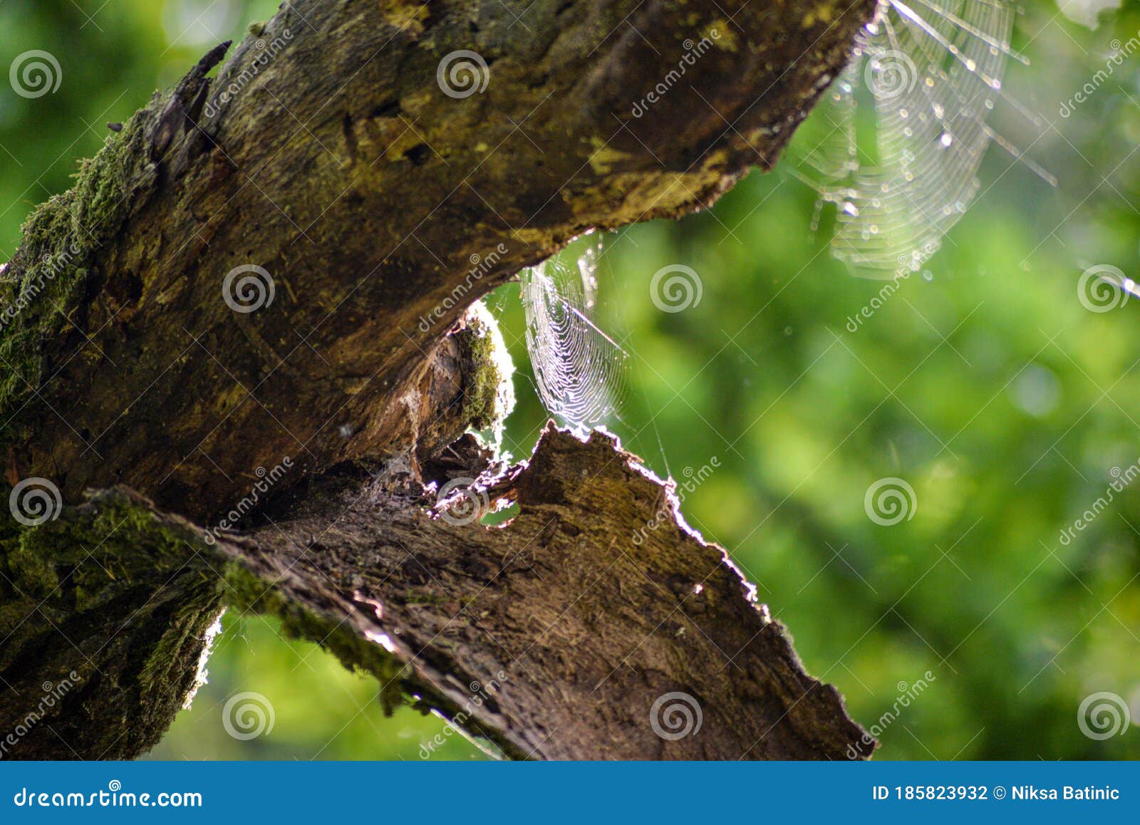 A Spider`s Web on an Old Tree Stock Photo - Image of outside, wooden ...