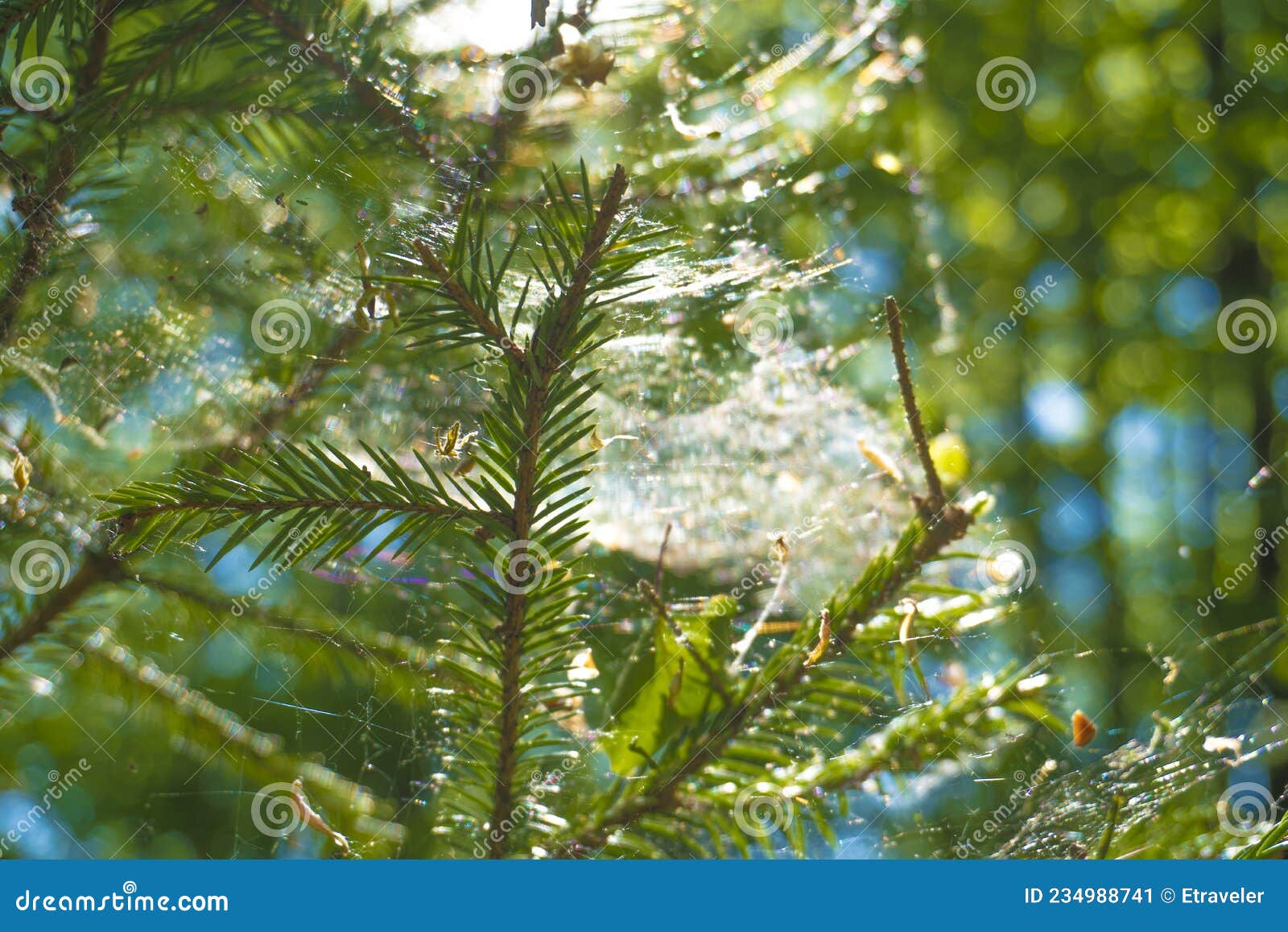 Spider`s Web on Spruce Branches in Forest, Closeup Macro View. Stock ...