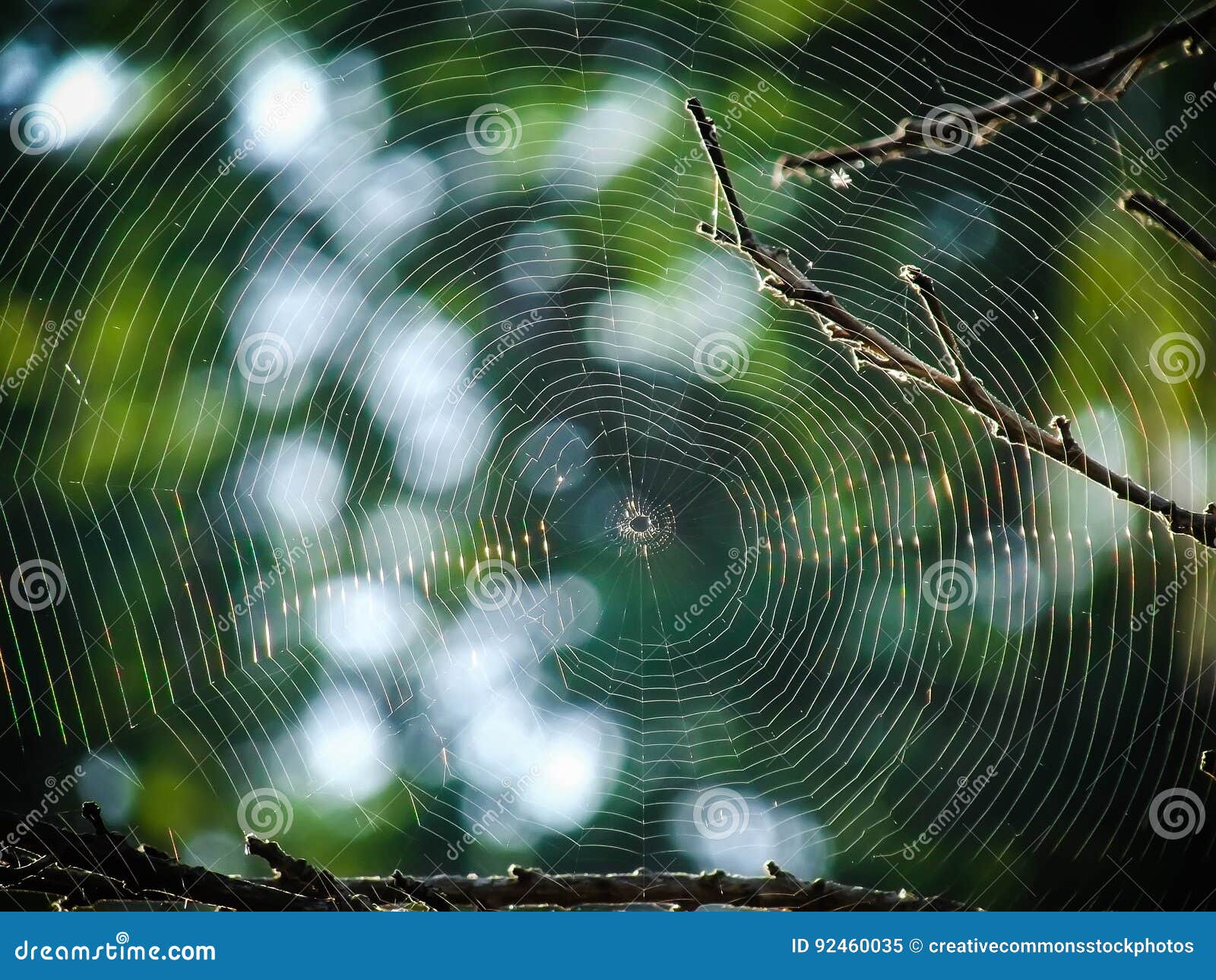 Spider's Web Spun In A Tree Picture. Image: 92460035
