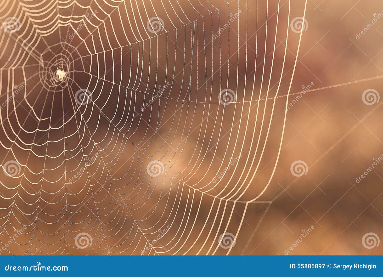 Spider S Web in Sunset Light Stock Image - Image of insect, light: 55885897