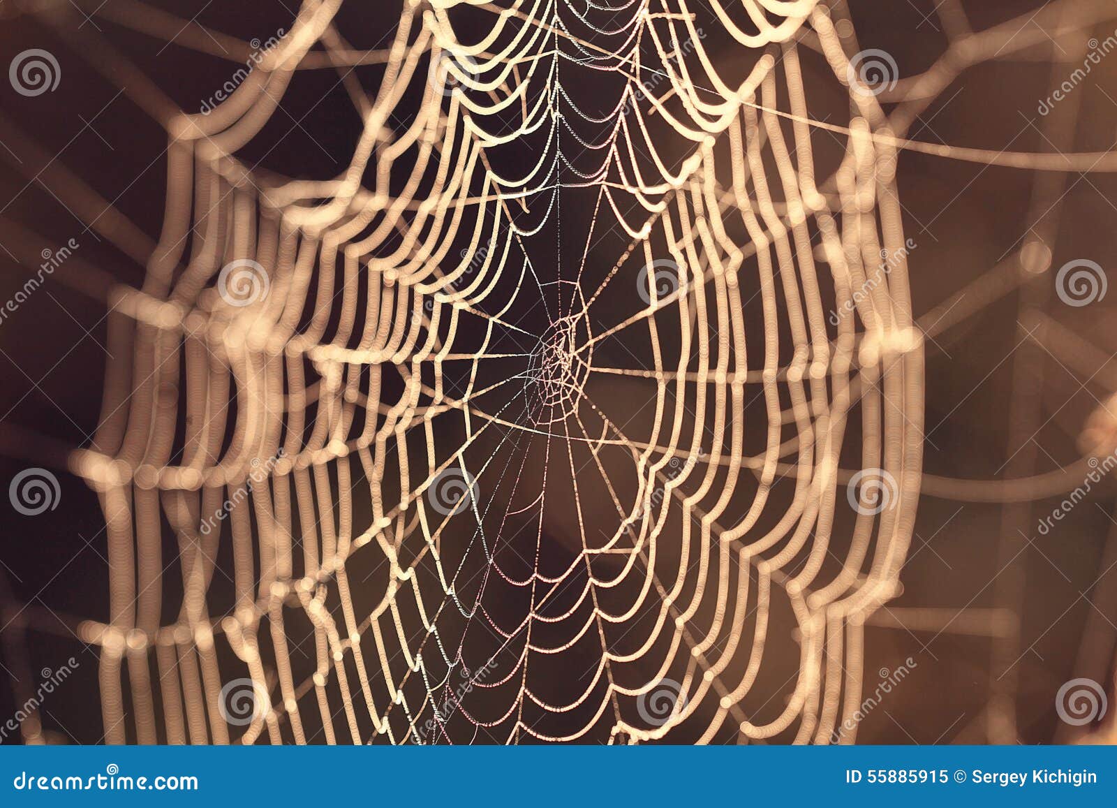 Spider S Web in Sunset Light Stock Image - Image of rain, drop: 55885915