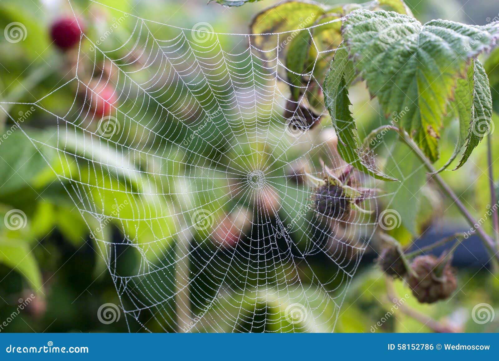 Spider S Web in the Thickets of Raspberry Stock Photo - Image of insect ...