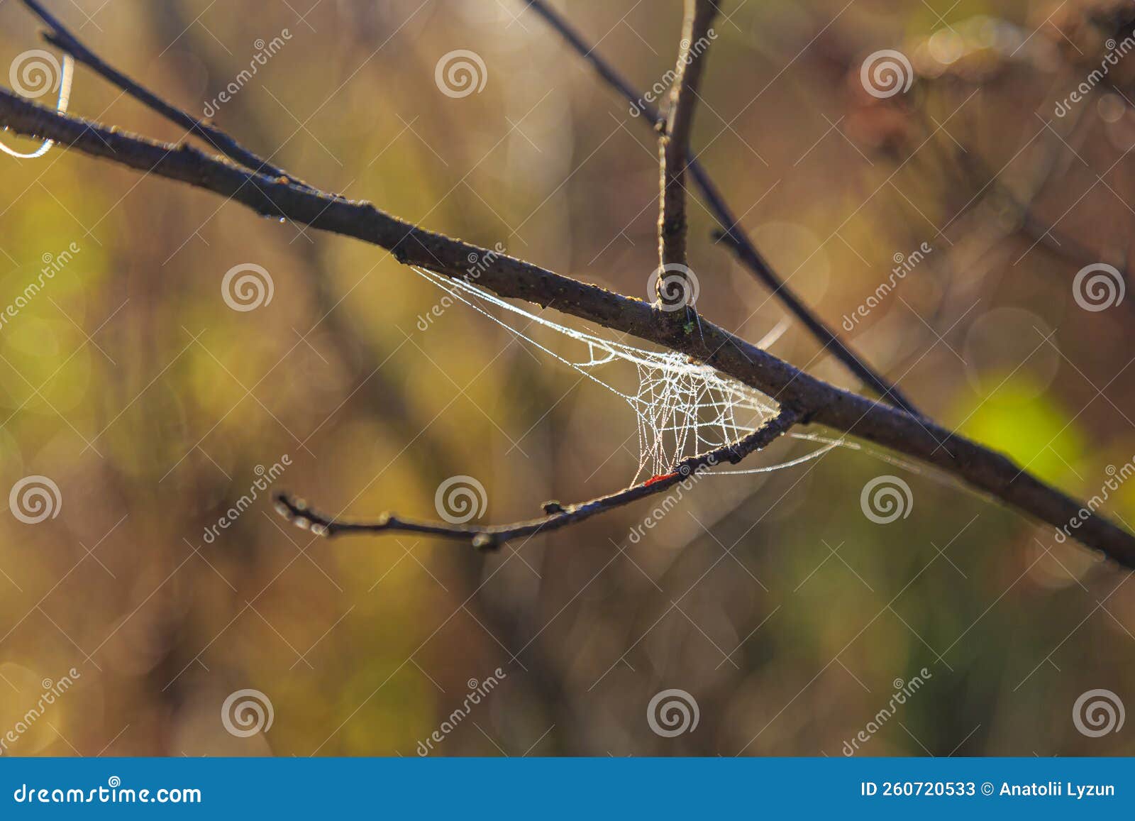 Spider Webs on Branches on Tree Branches Close-up at Autumn Stock Image ...