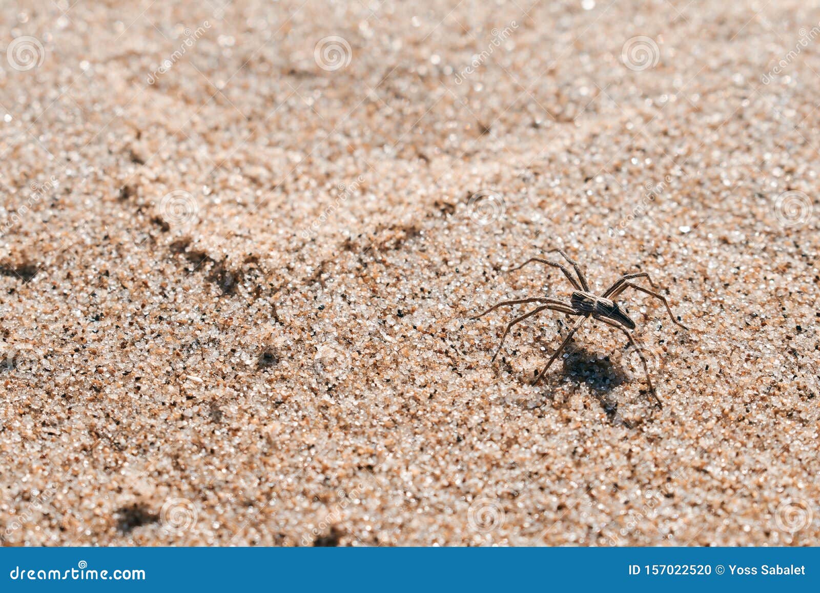 2,301 Spider Sand Stock Photos - Free & Royalty-Free Stock Photos from ...