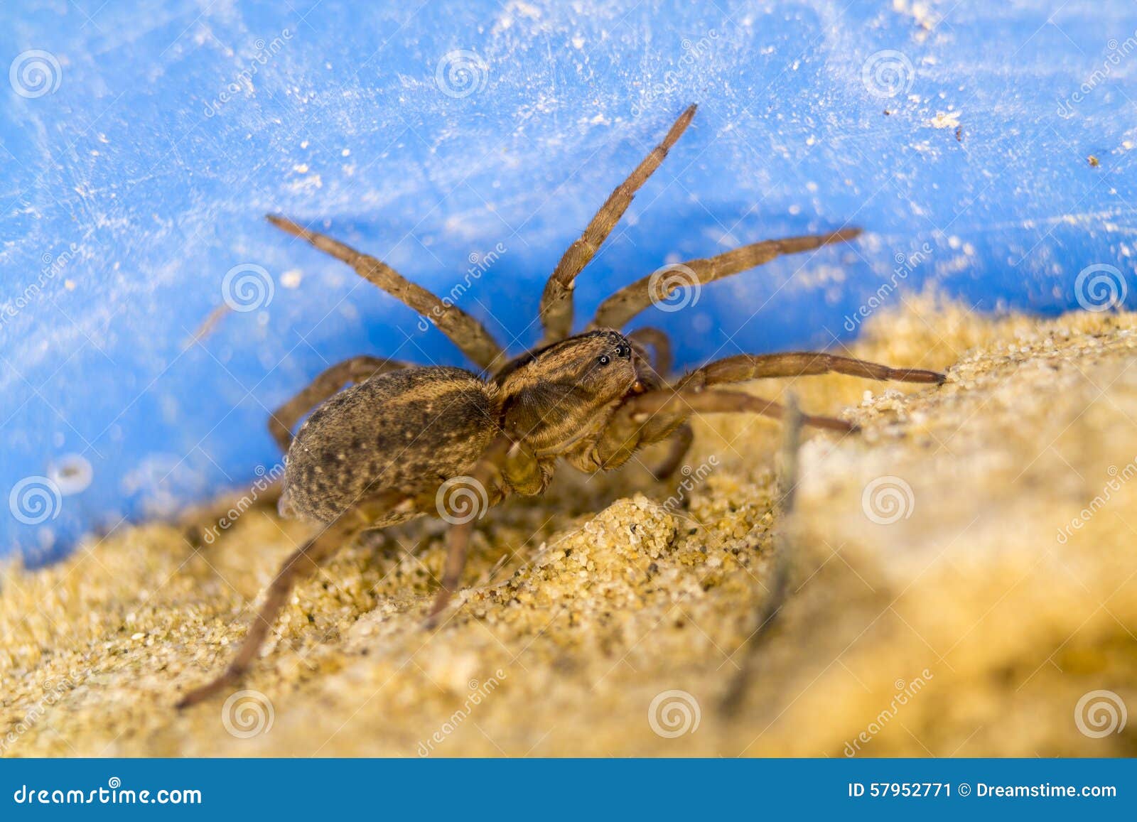 Spider in the sand stock image. Image of resting, spinnerets - 57952771