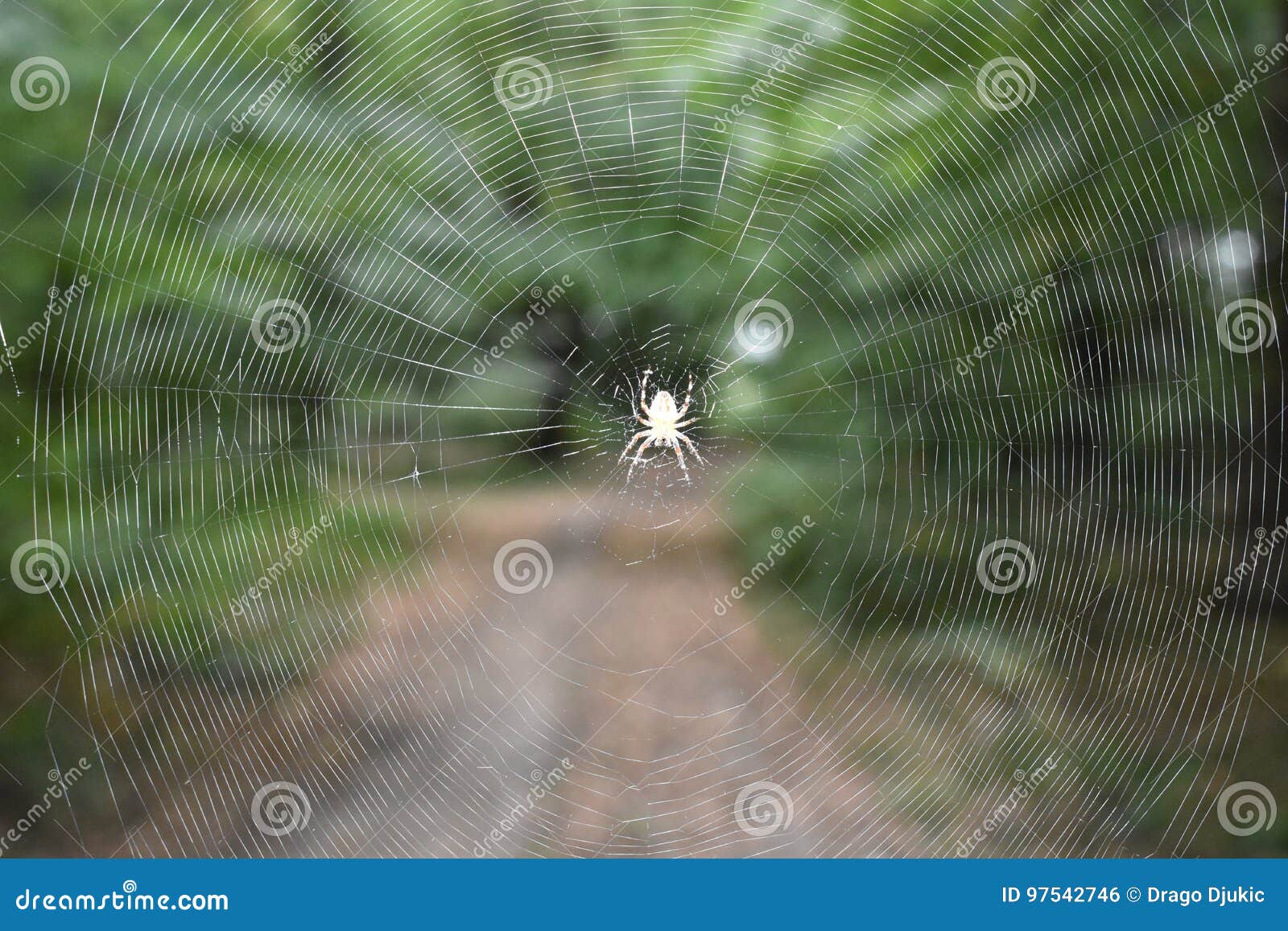 Spider on the screen stock photo. Image of forest, flowers - 97542746