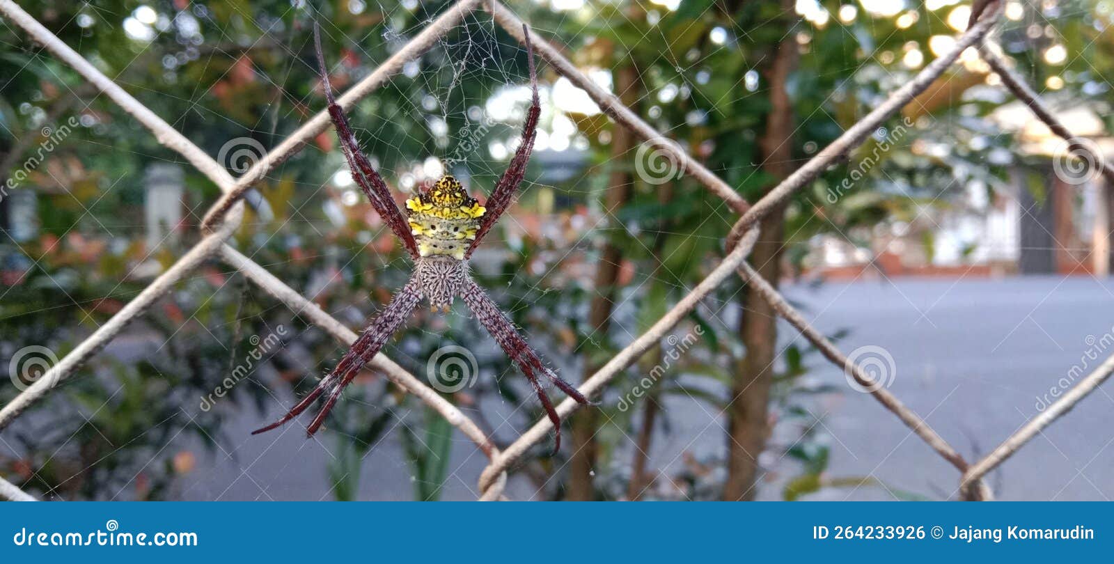 The Spider Seen from the Front is a Combination of Yellow and Maroon ...