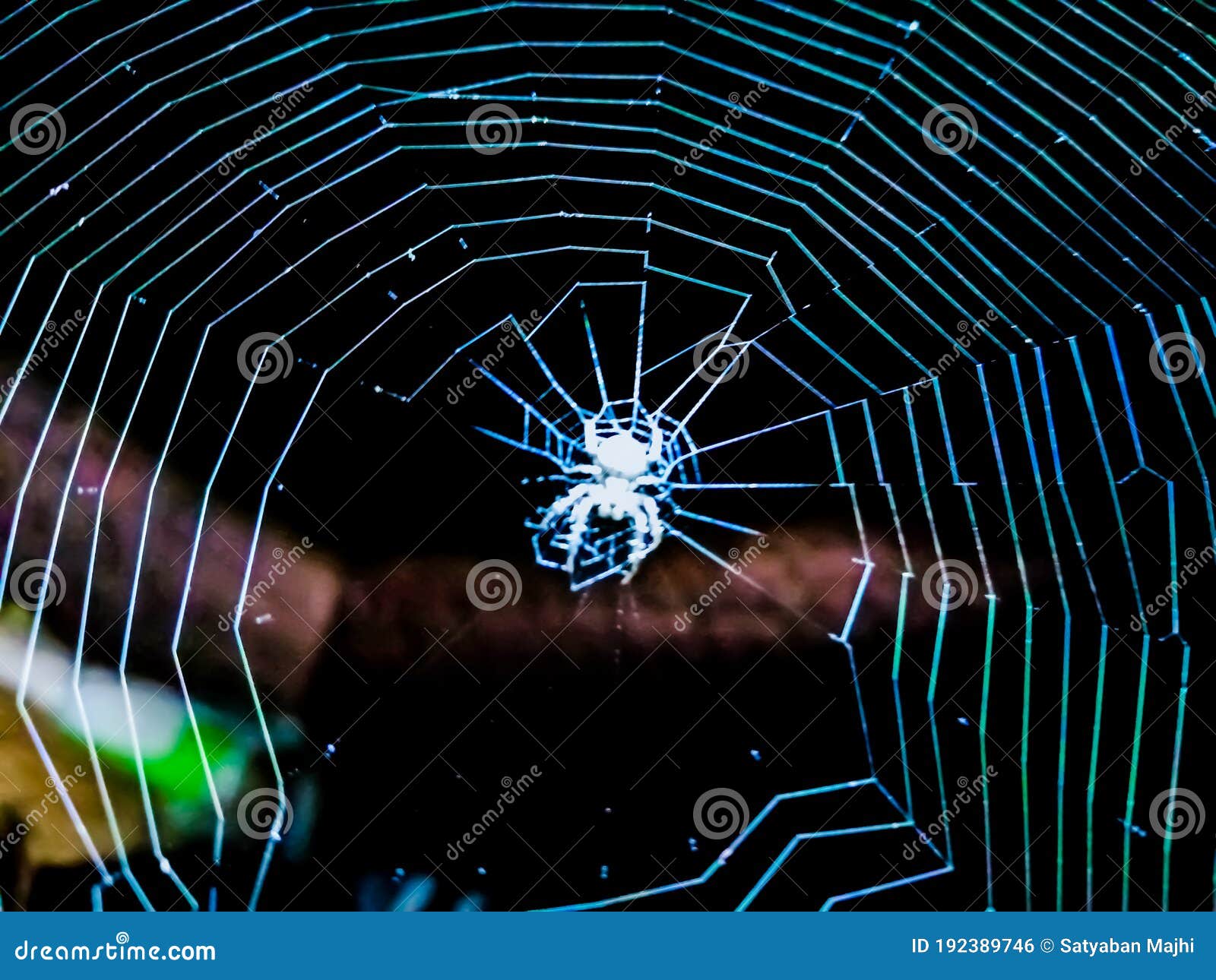 Spider Setting on a Web in Forest in Night Stock Photo - Image of green ...