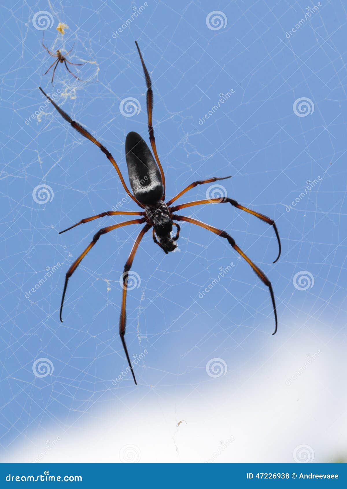 Spider in the Seychelles stock photo. Image of arthropod - 47226938