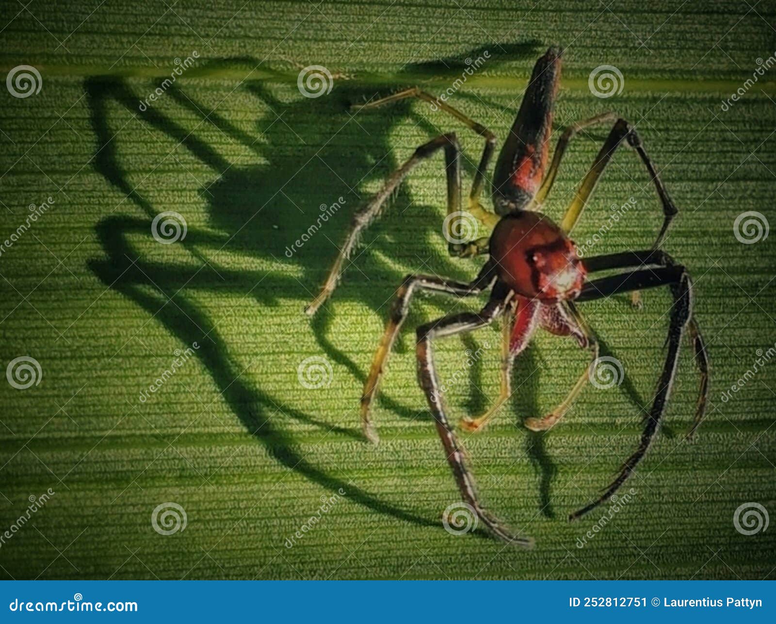 SPIDER SHADOW IMAGE stock image. Image of background - 252812751