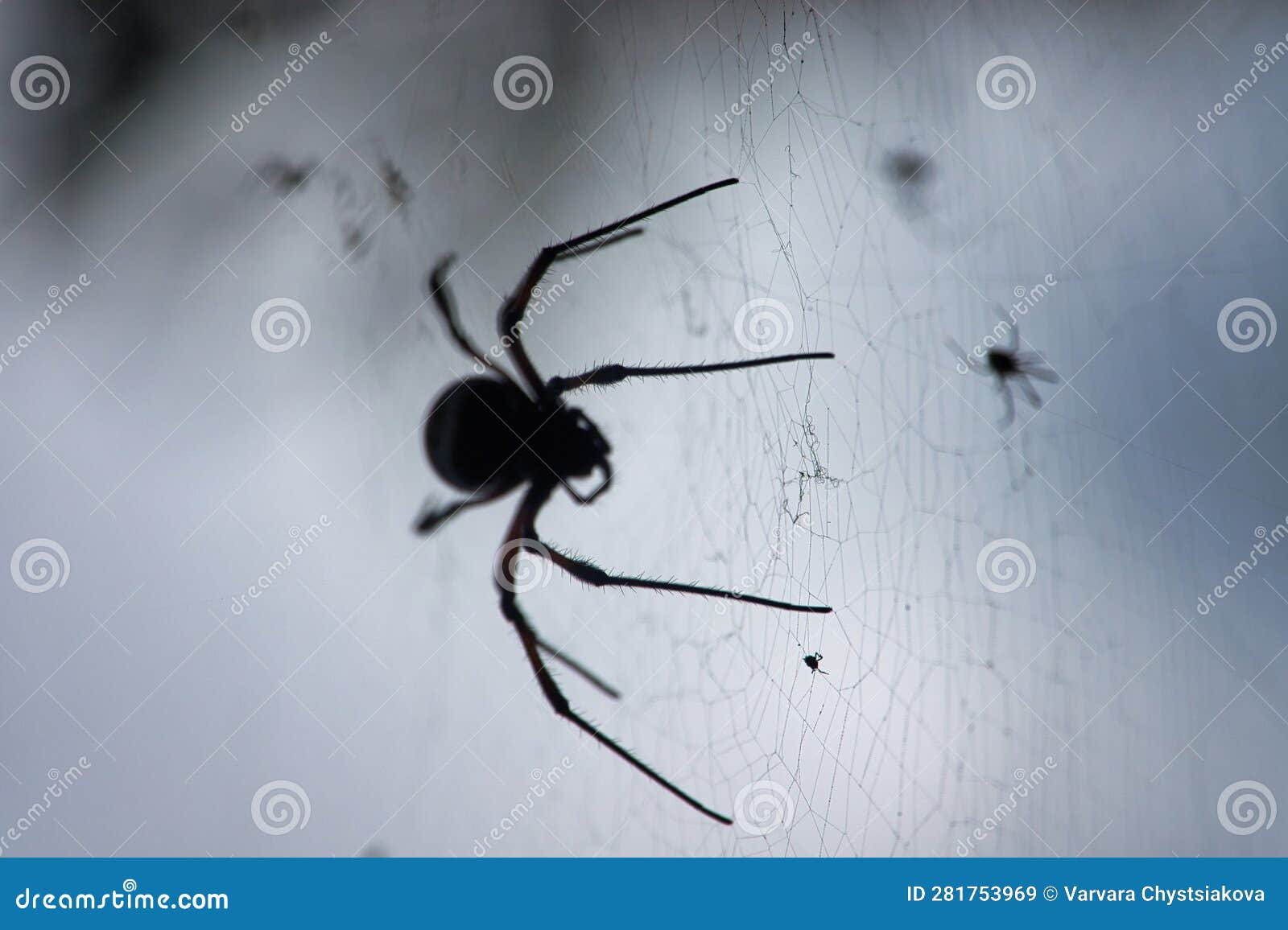 Spider shadow stock image. Image of poisonous, organism - 281753969