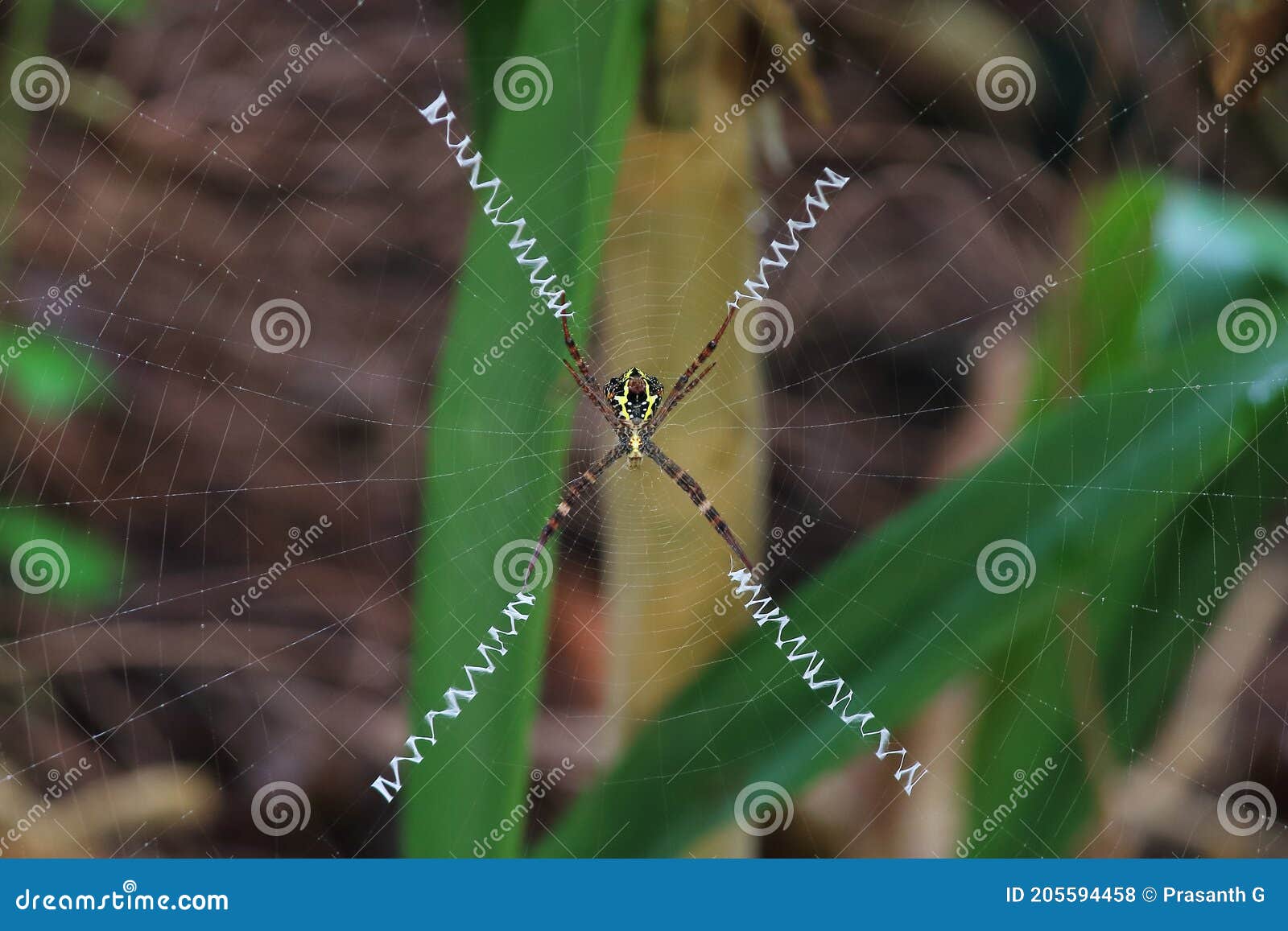Spider in X Shape Making Web Stock Photo - Image of closeup, bokeh ...