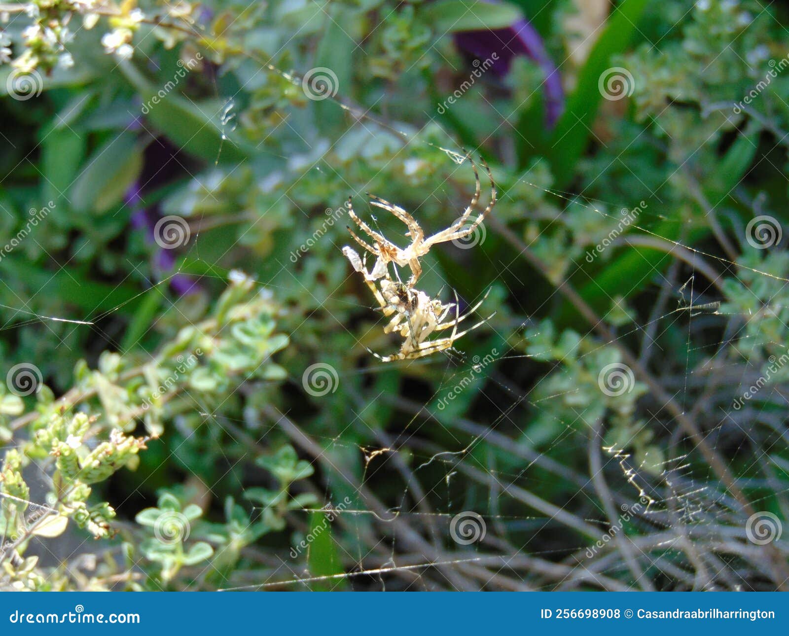 The dancing spiders 4 stock photo. Image of plant, flower - 256698908
