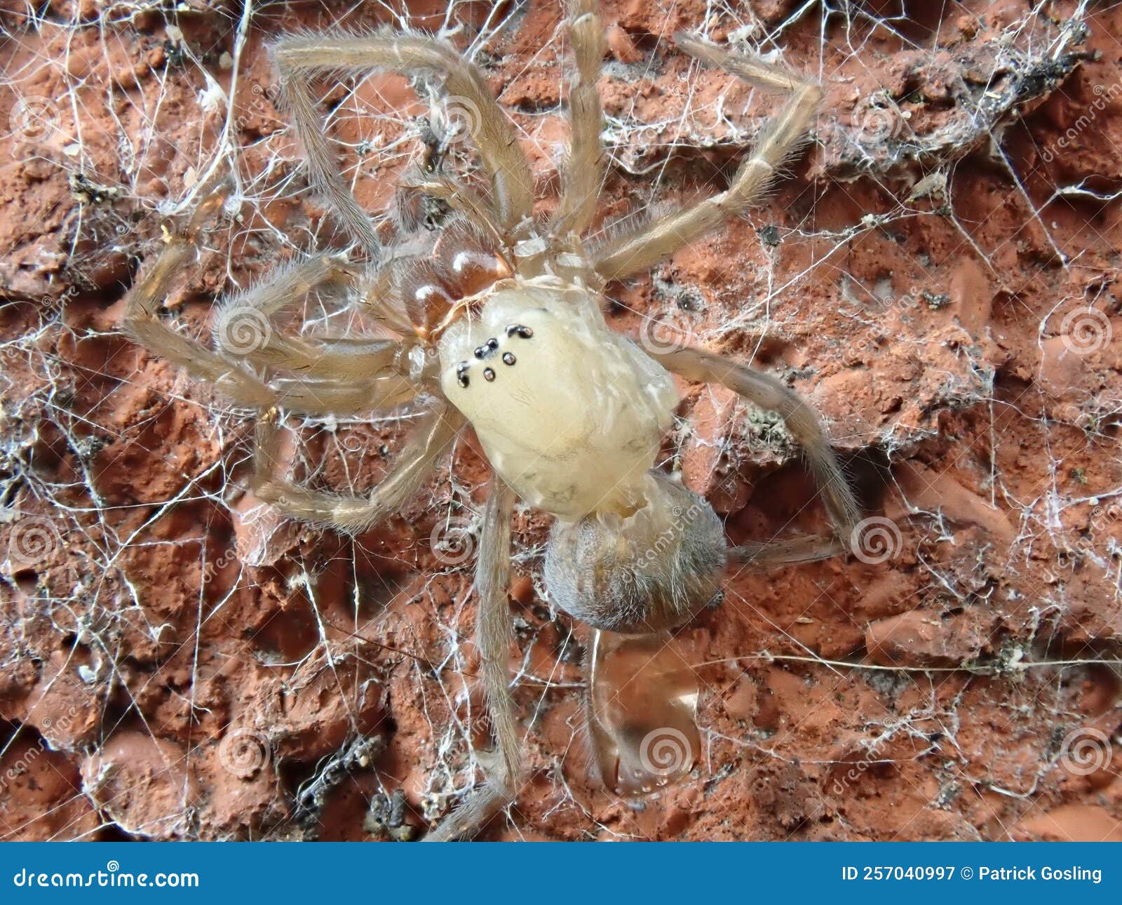 Spider Exoskeleton After Molt In White Background Ecdysis Royalty-Free ...