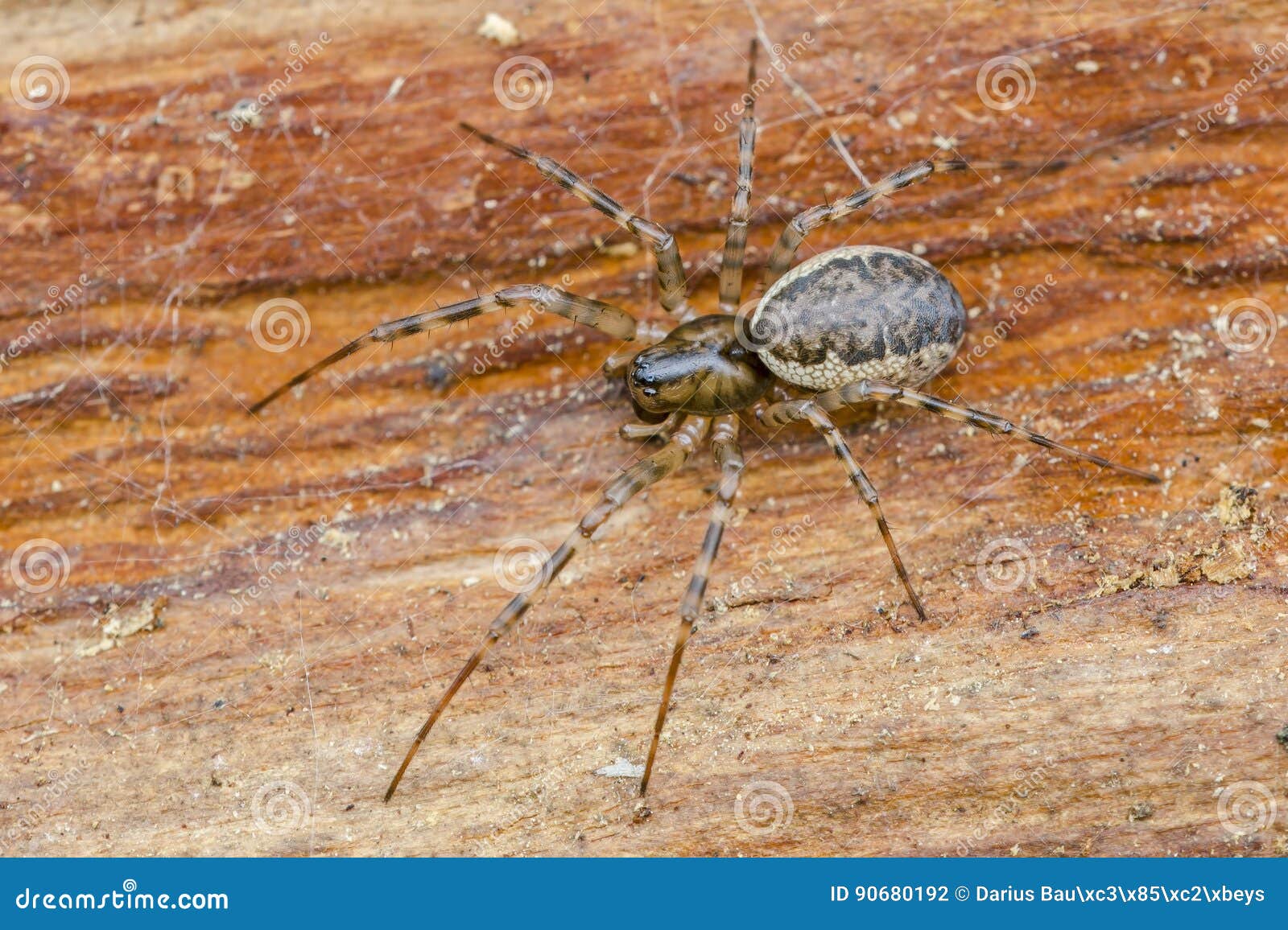 Sheetweb Spider Stock Photos - Free & Royalty-Free Stock Photos from ...