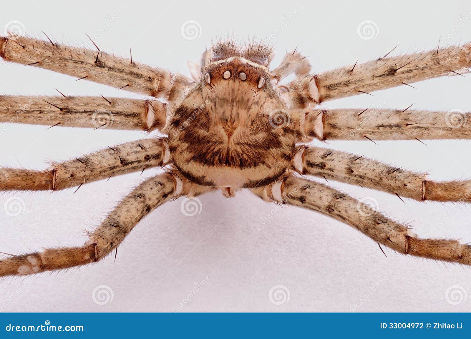 A Wolf Spider Shell Back Close-up Stock Photo - Image of background ...