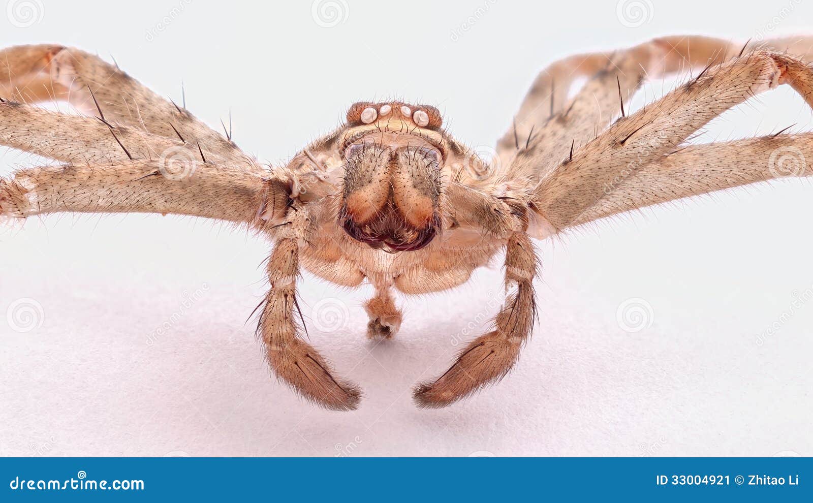 A Wolf Spider Shell Positive Close-up Stock Image - Image of ecological ...