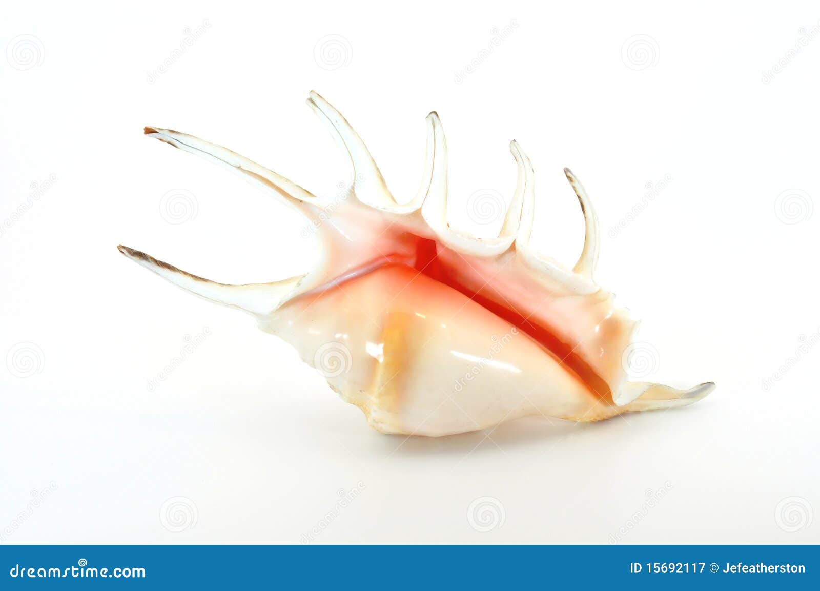 Spider Shell Showing Opening Stock Image - Image of smooth, spikes ...