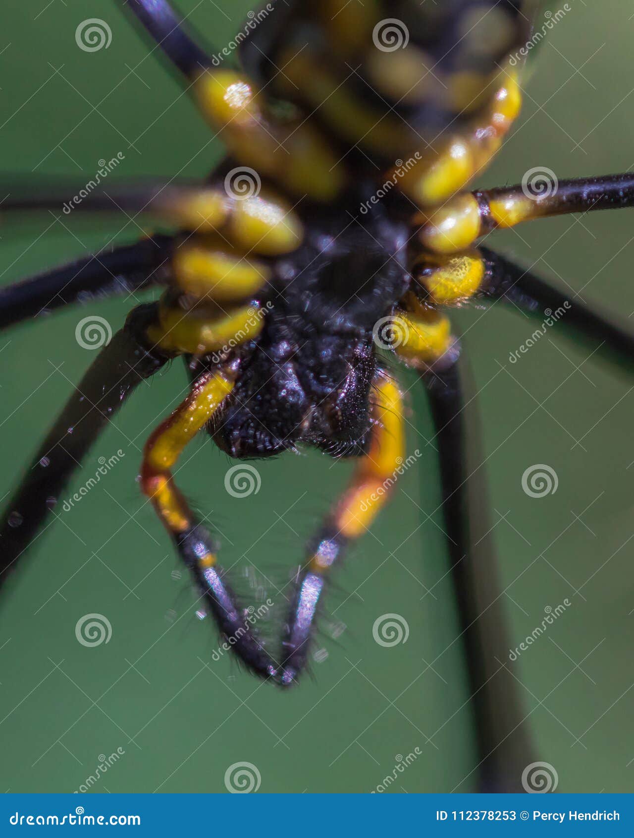 Spider Shoot with Macro Lens Stock Image - Image of animals, macro ...