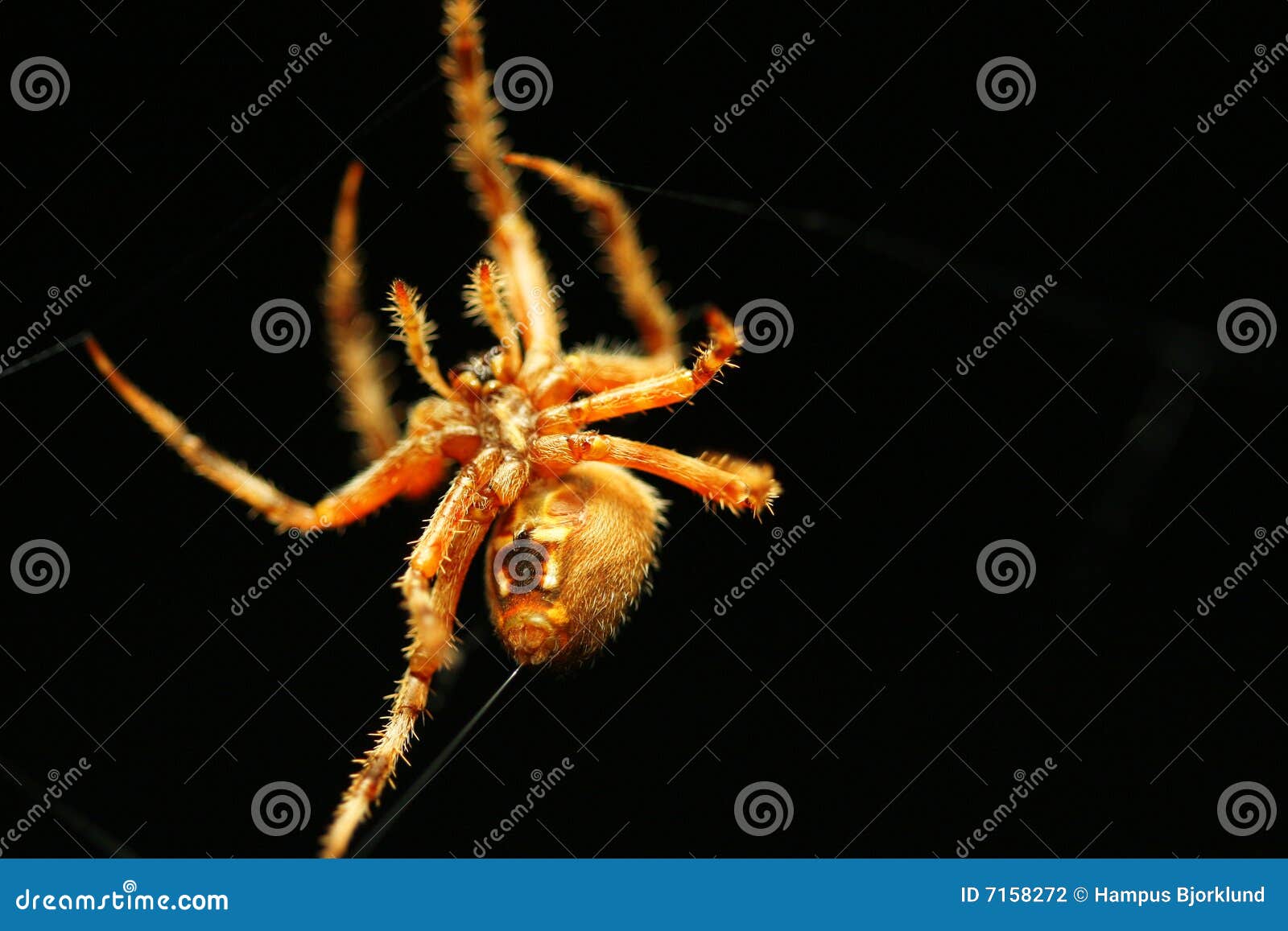 Spider shooting thread stock photo. Image of yellow, shooting - 7158272
