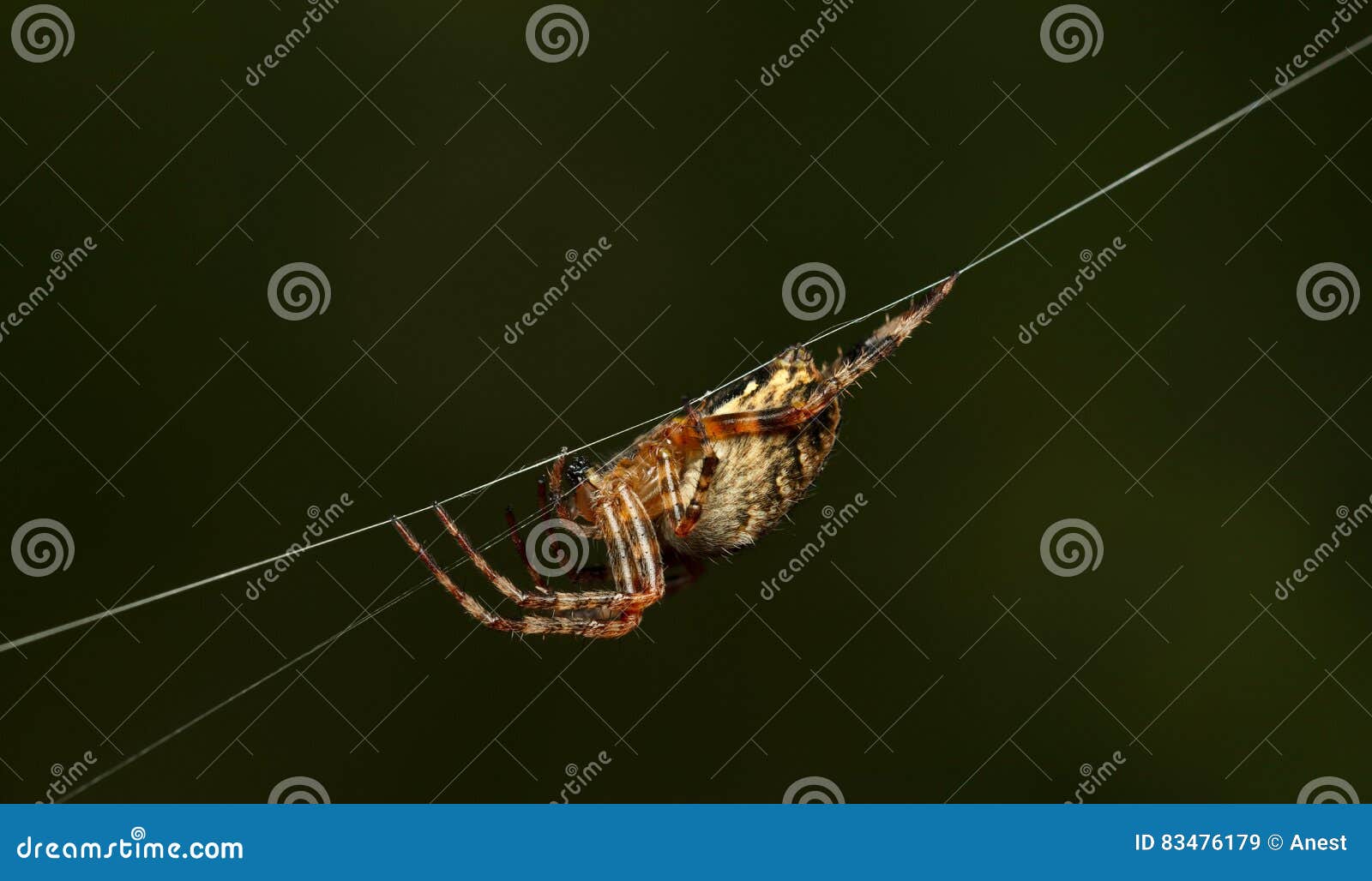 Spider side view stock image. Image of nature, large - 83476179